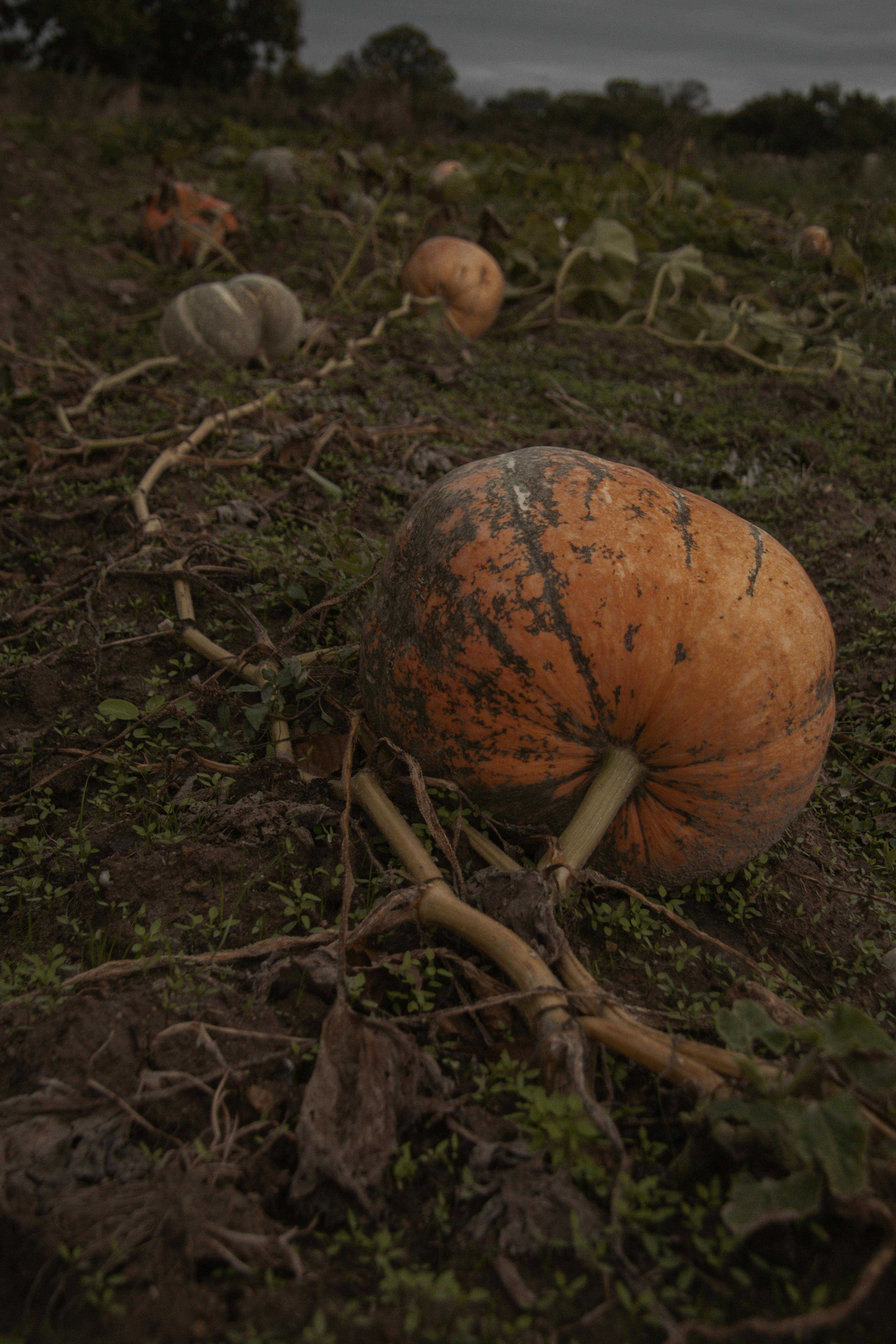 Roots Of A Tree · Free Stock Photo