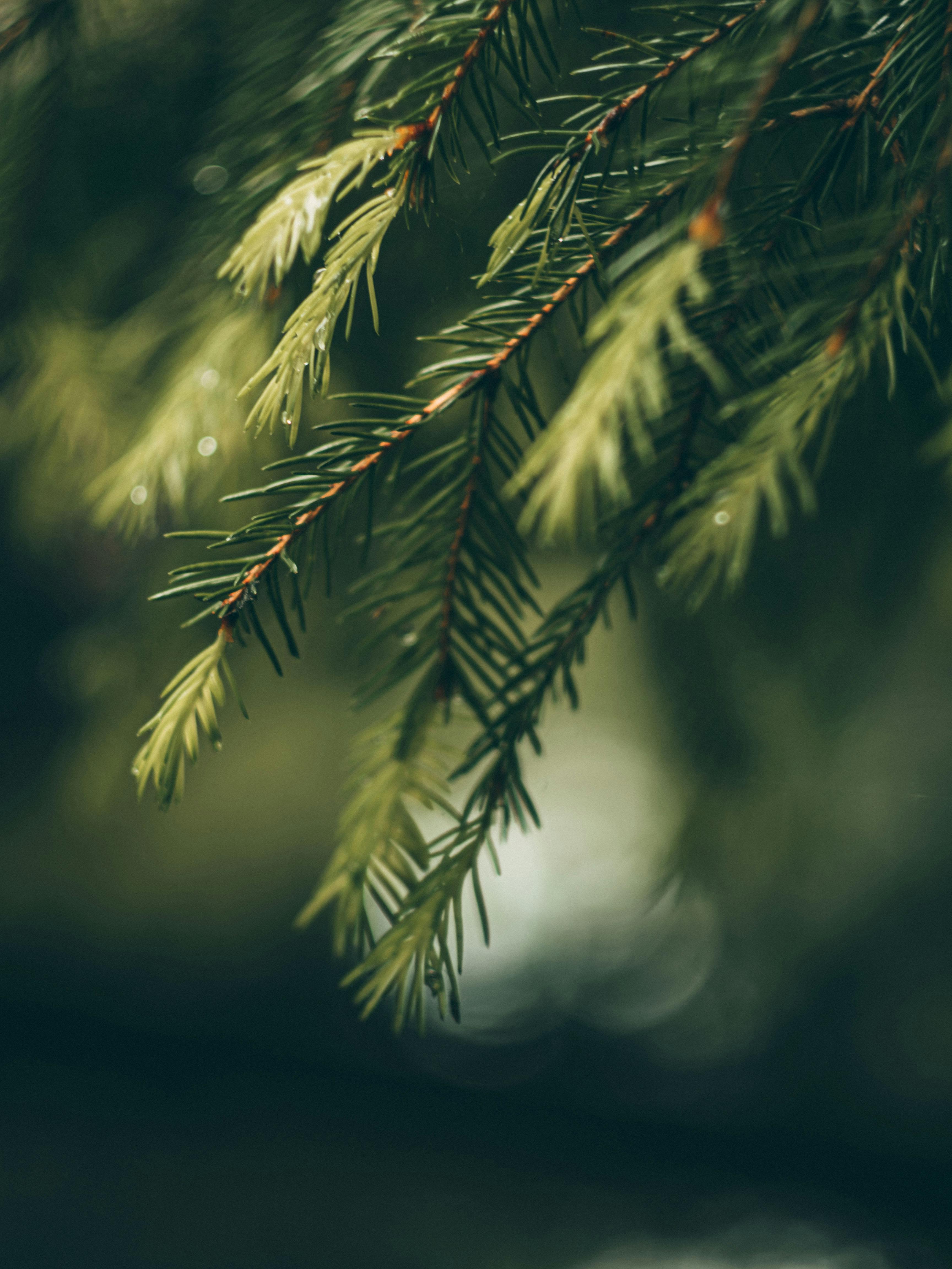 Close-Up of Silver Spruce · Free Stock Photo