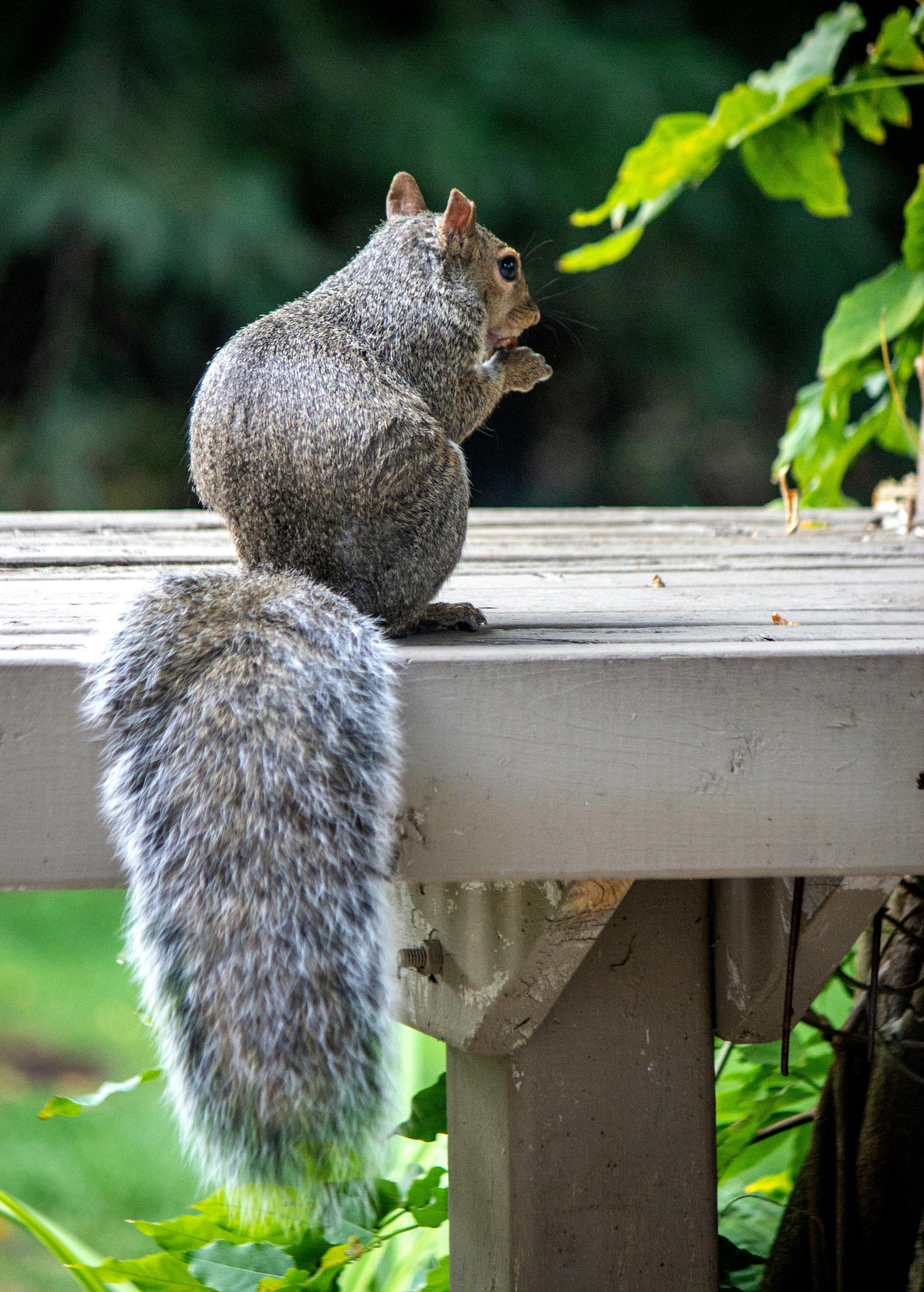 A Close-Up Shot of a Wood Lemming · Free Stock Photo