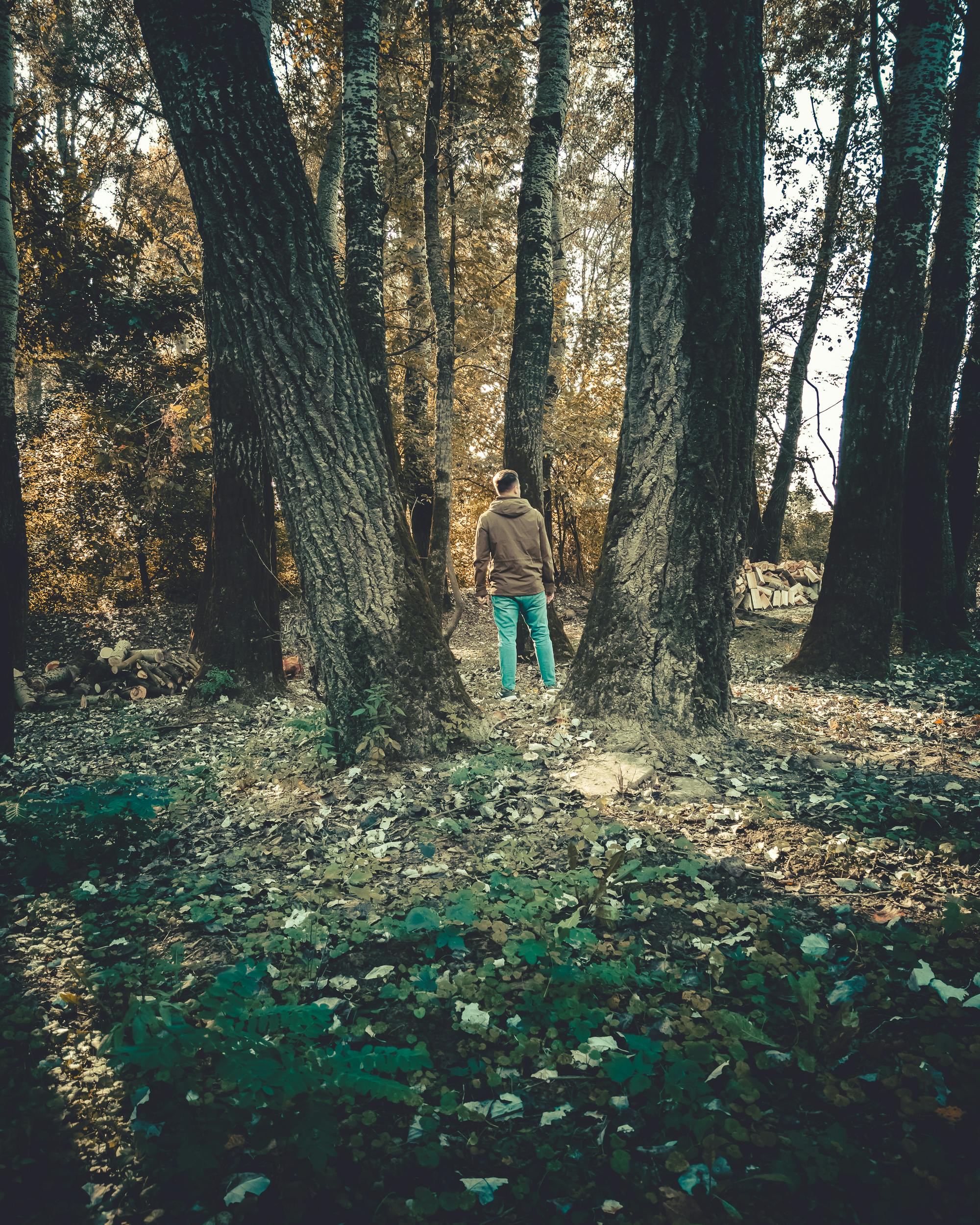Man Standing Between Two Tall Trees · Free Stock Photo