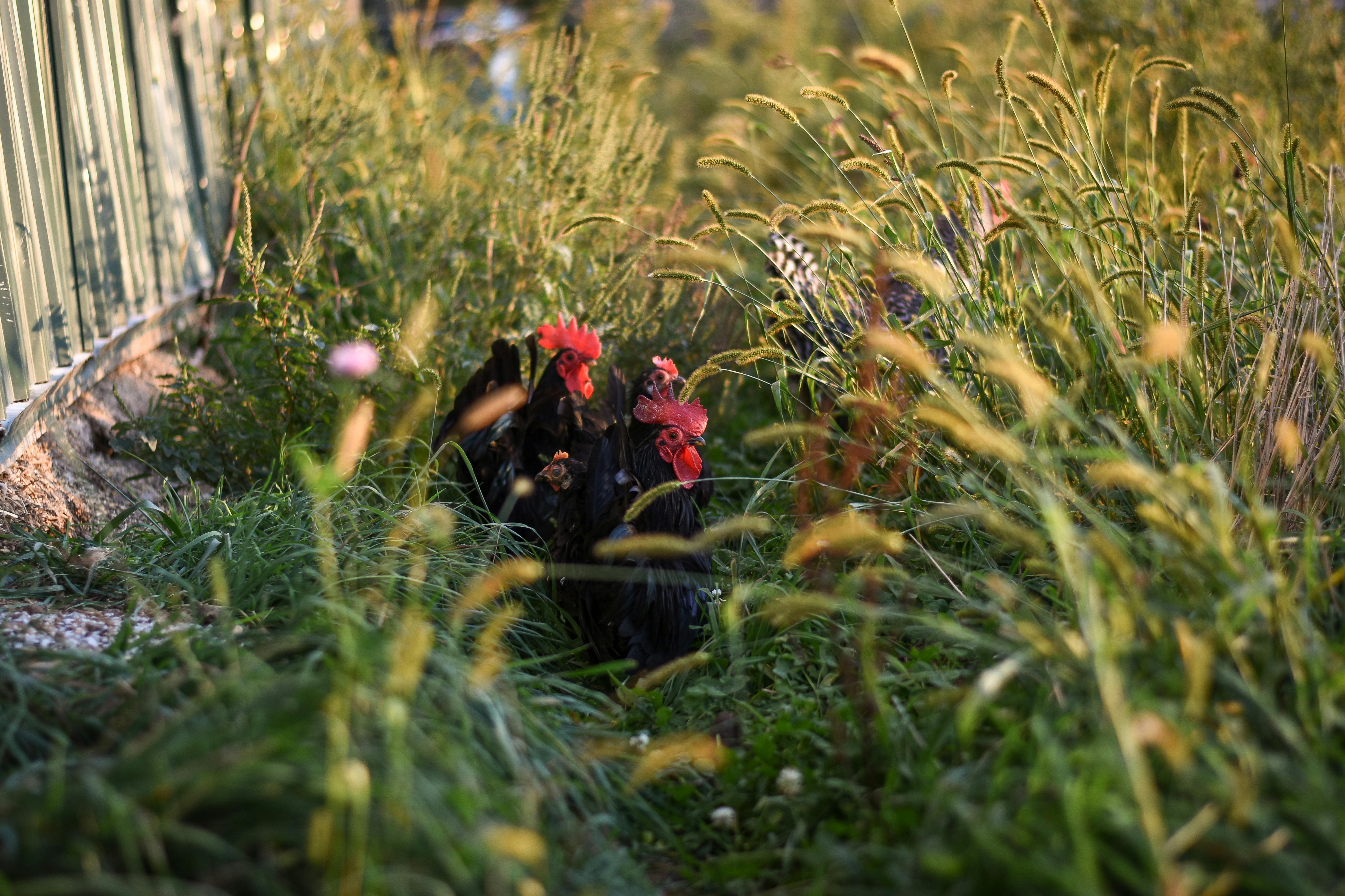 Chickens Hiding in Tall Grass · Free Stock Photo