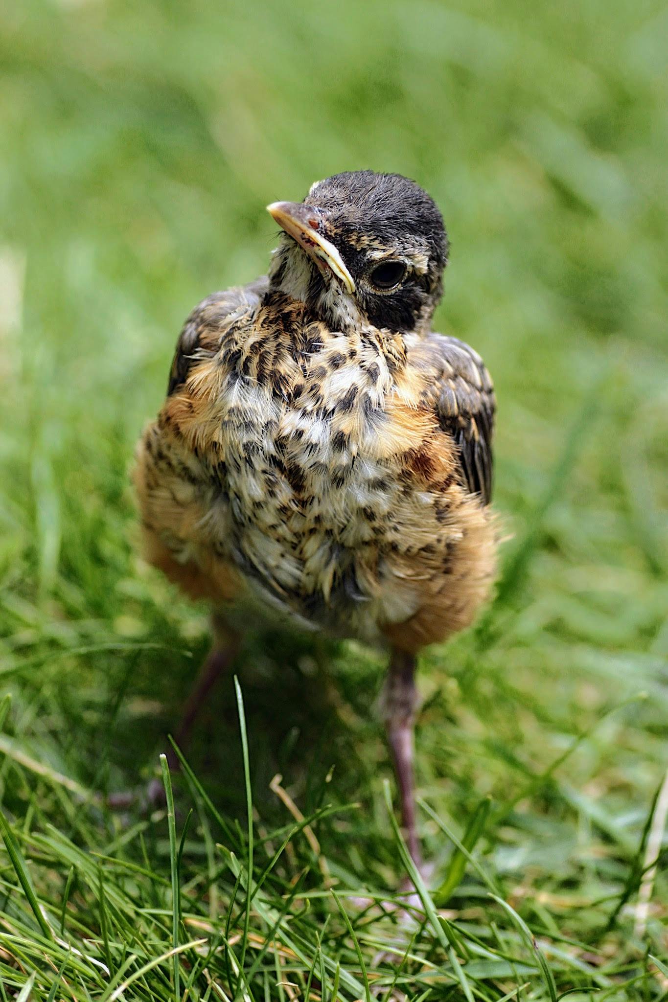 Free stock photo of baby bird, merle