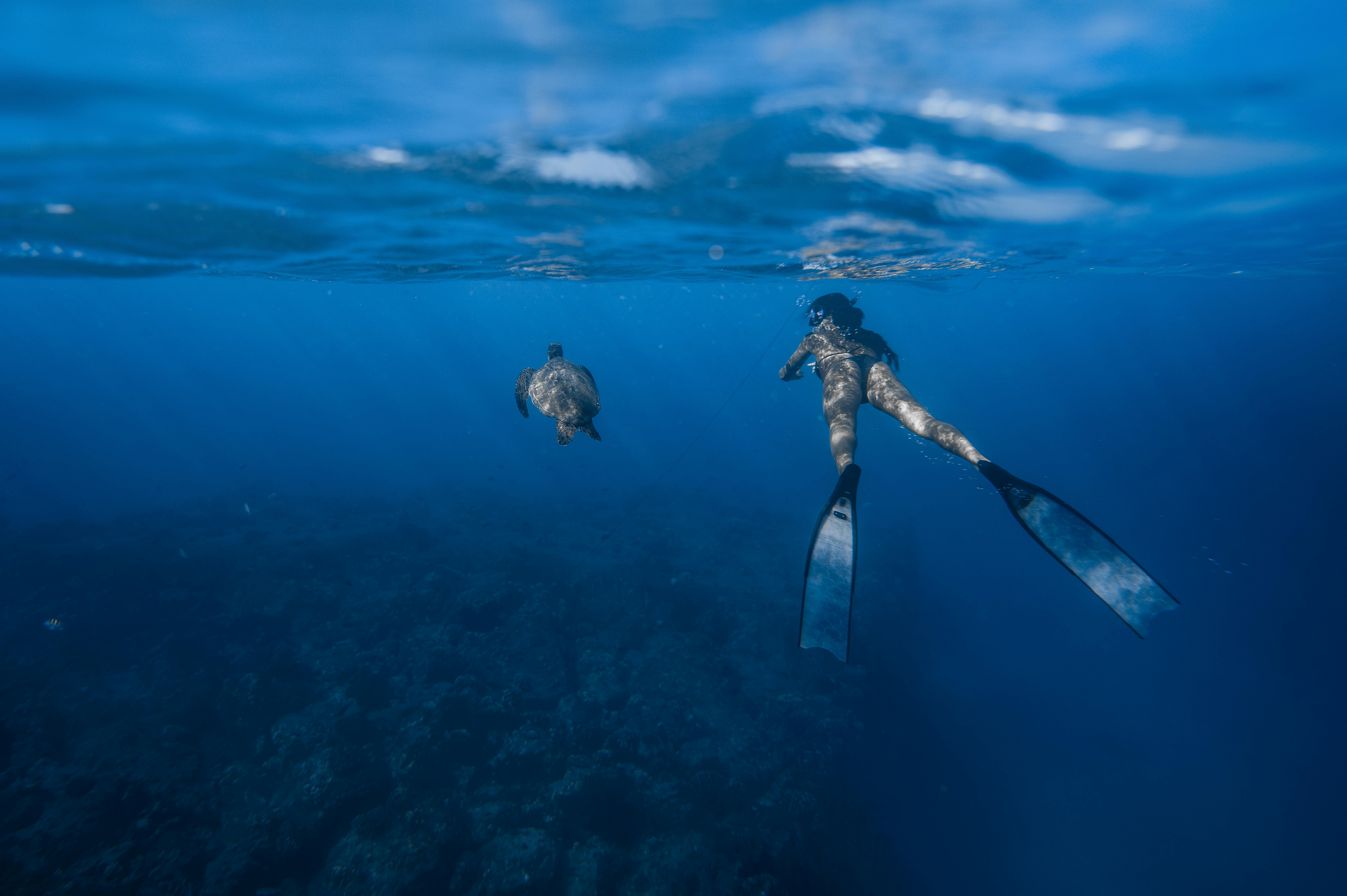 Woman diving near turtle in blue water · Free Stock Photo