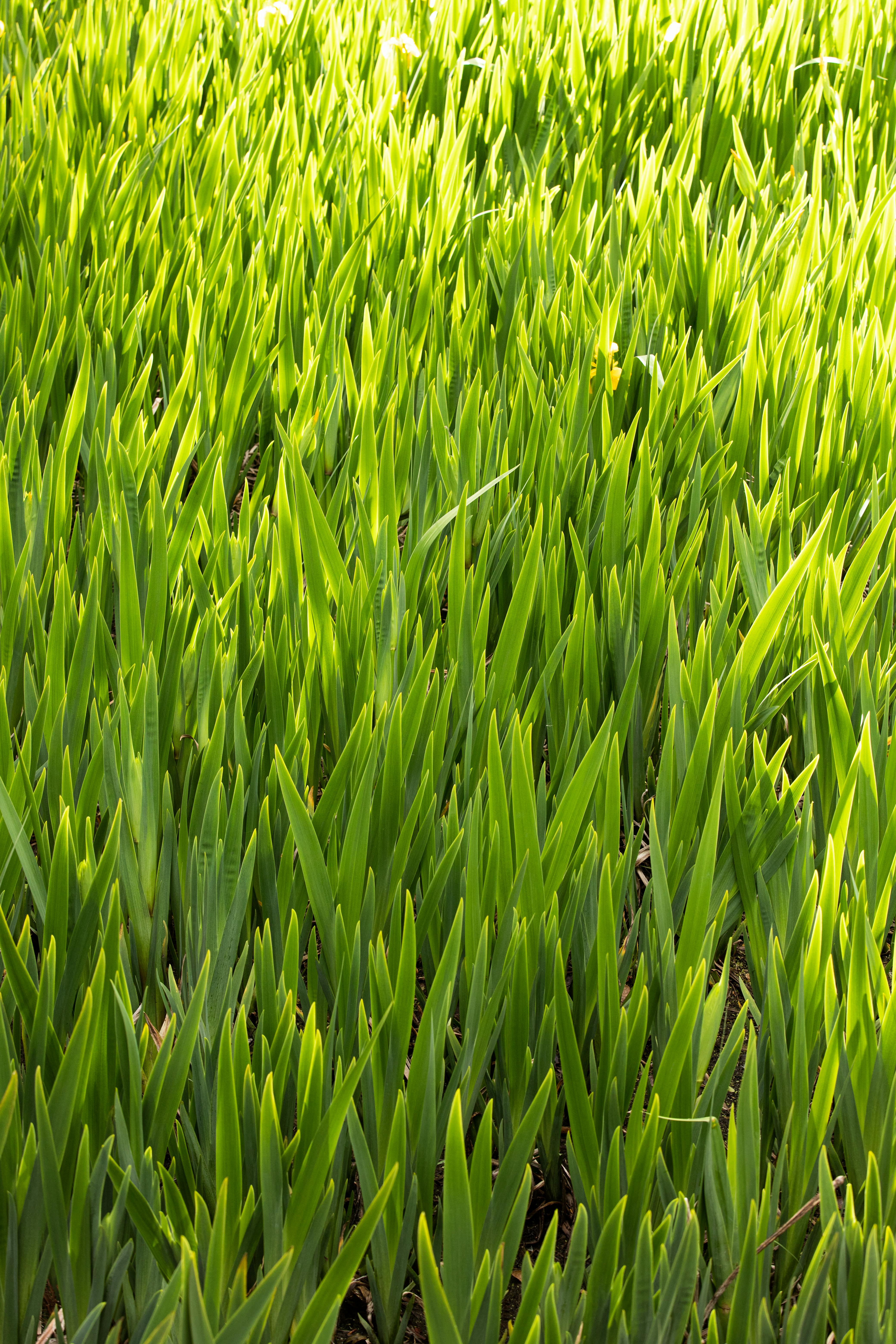 Green Wheat Grass Field in the Farm · Free Stock Photo