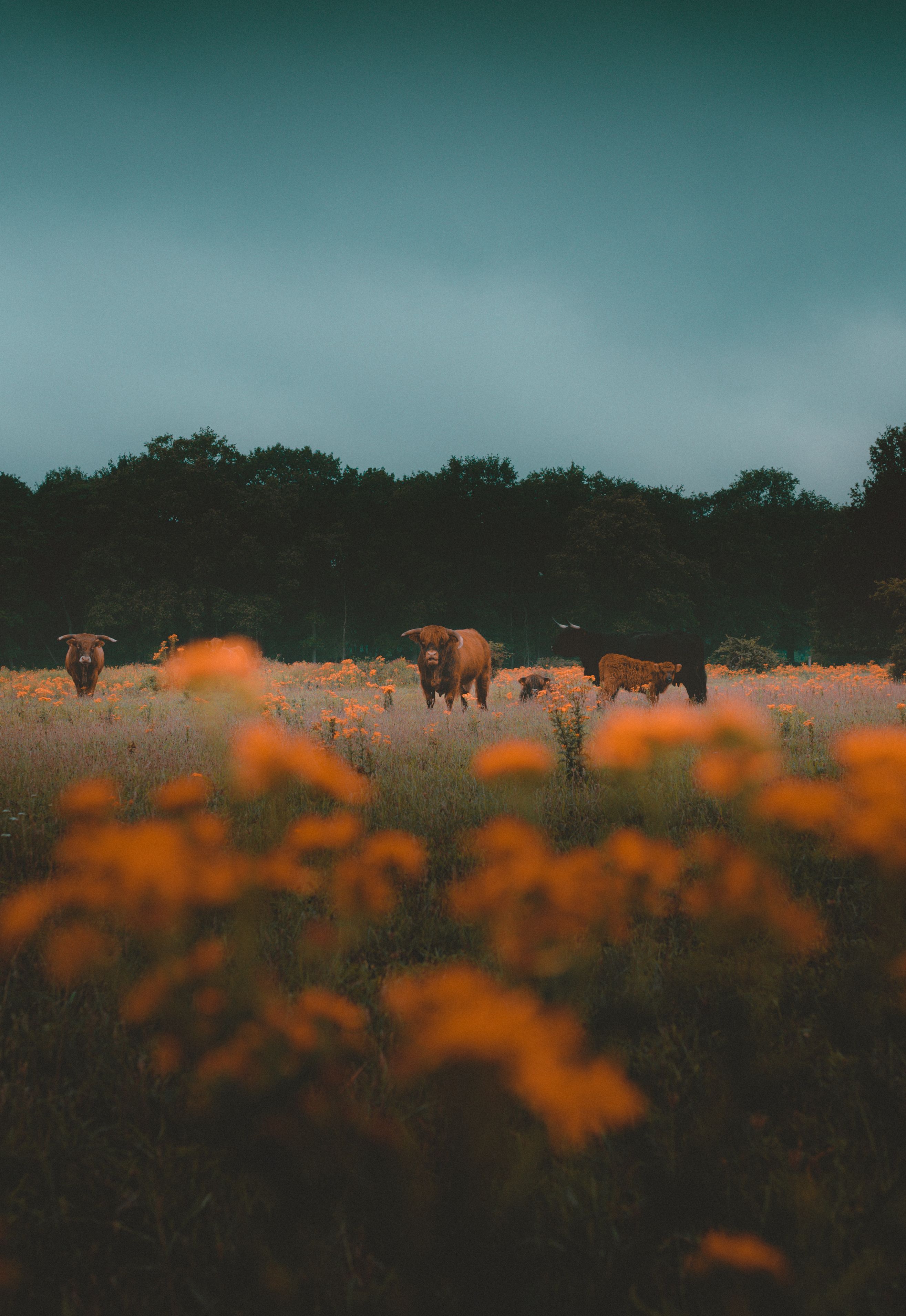 Cattle on a Pasture Photographed from Distance · Free Stock Photo