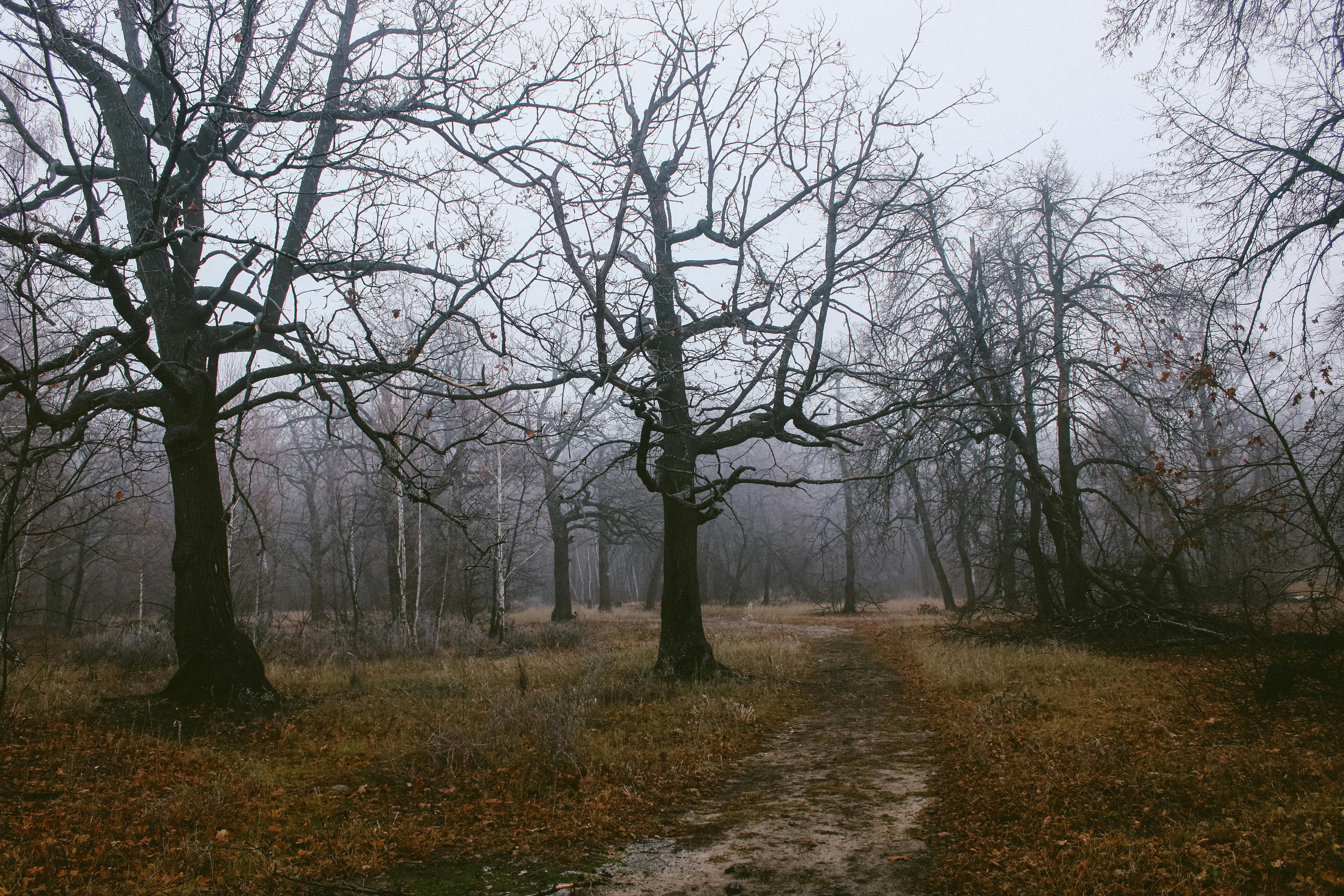 Tall leafless trees in dark forest · Free Stock Photo