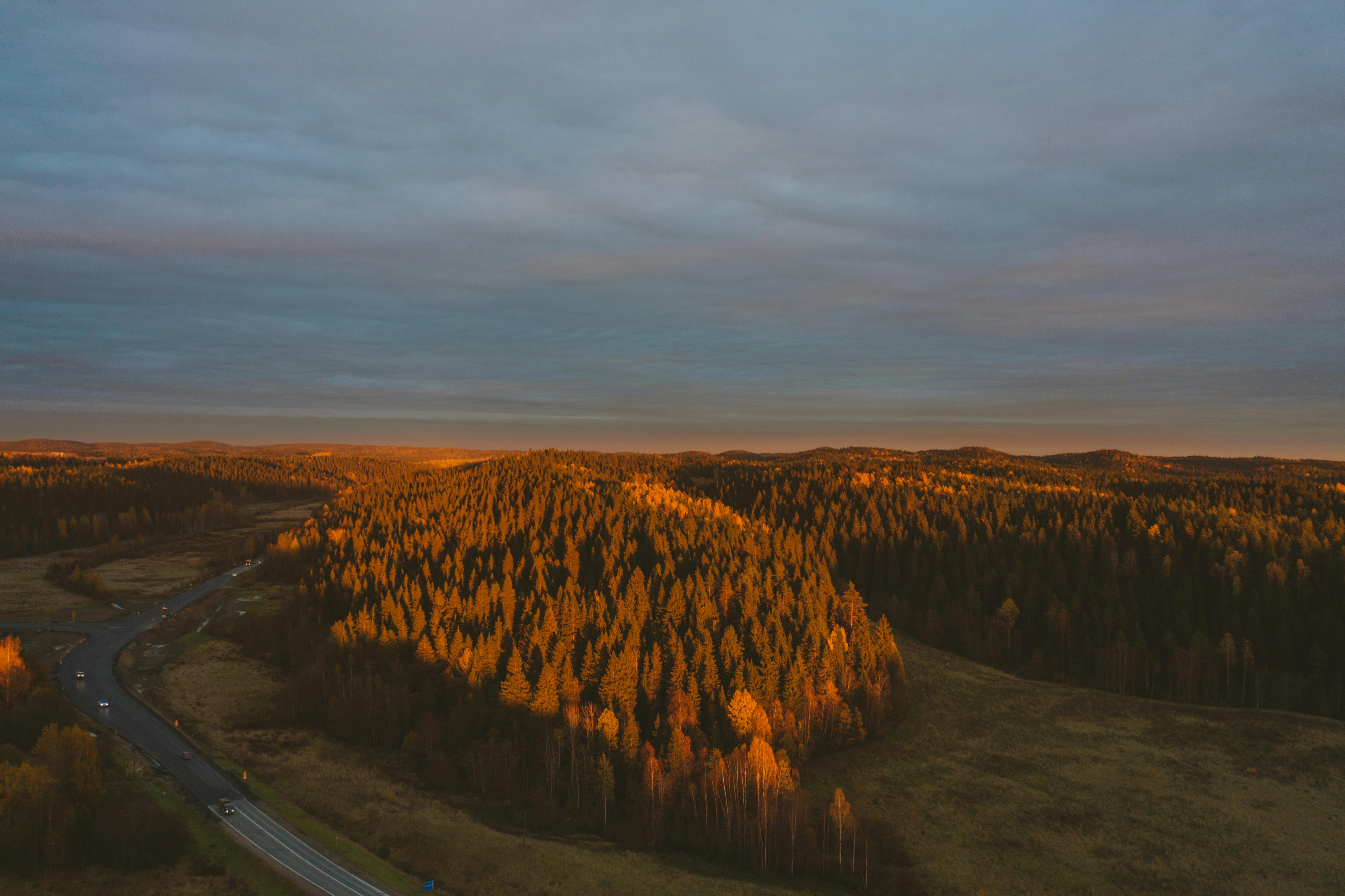 Trees Near River · Free Stock Photo