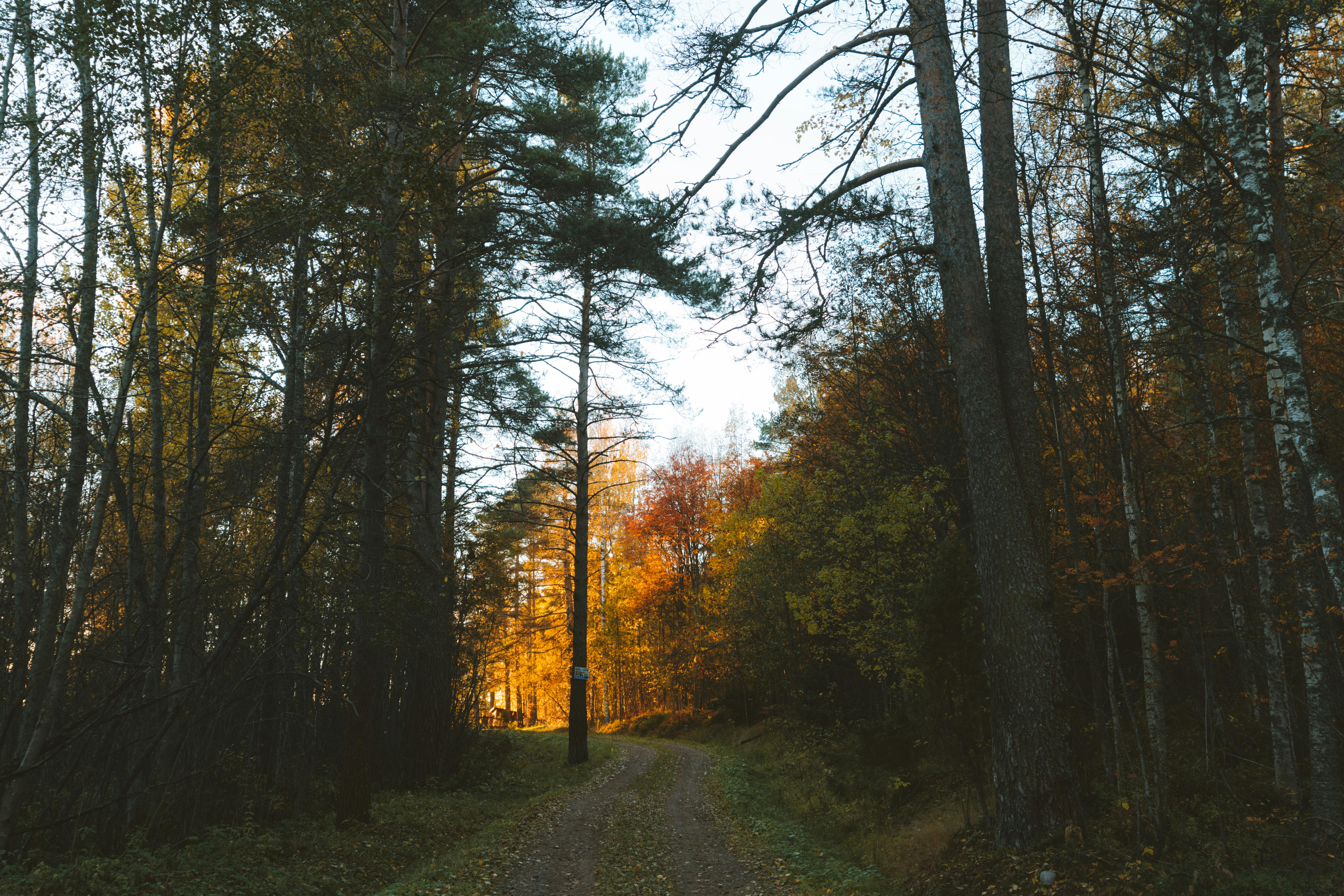 Unpaved Road in the Forest · Free Stock Photo