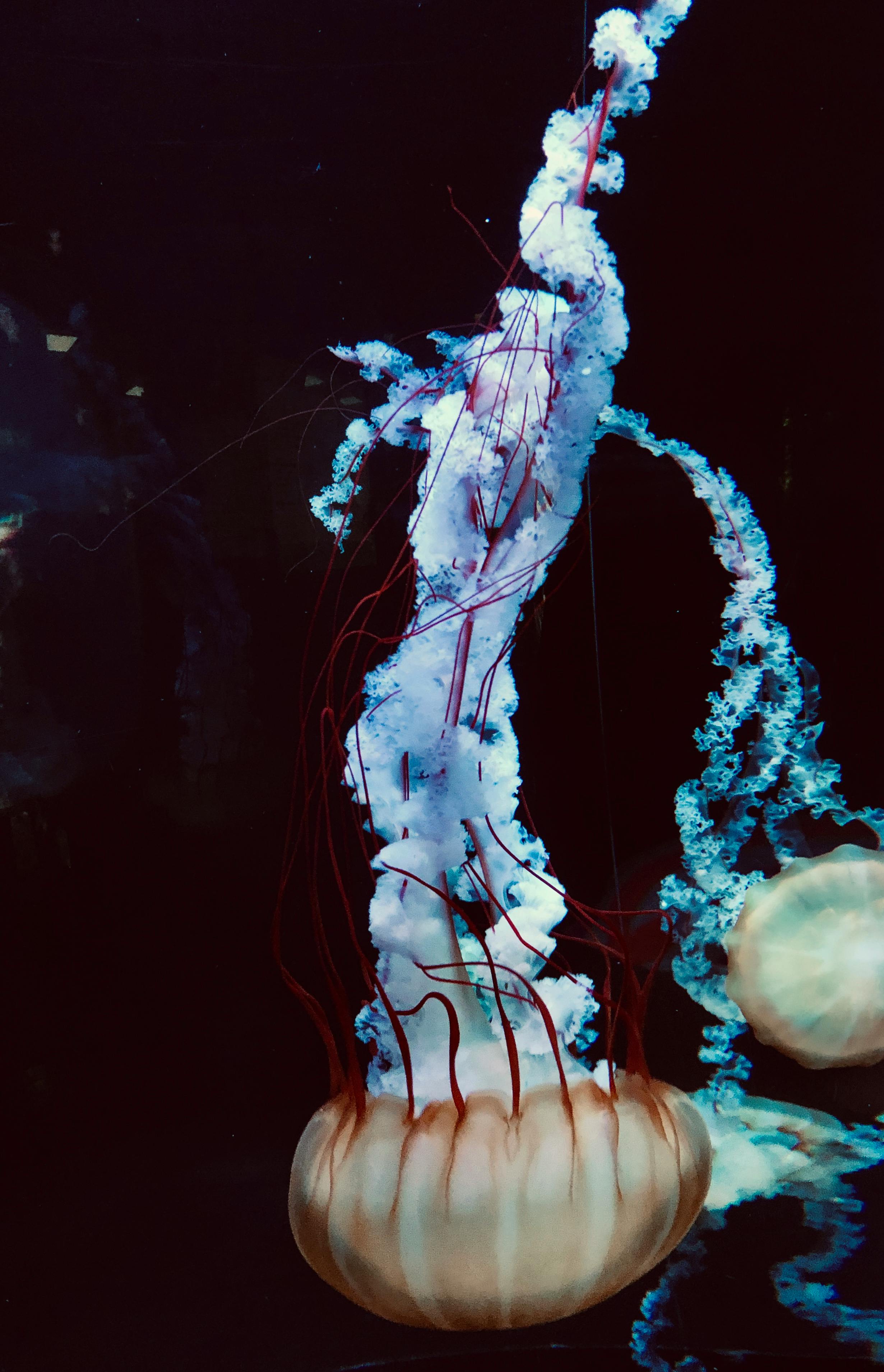 Close Up Shot of a Jelly Fish · Free Stock Photo