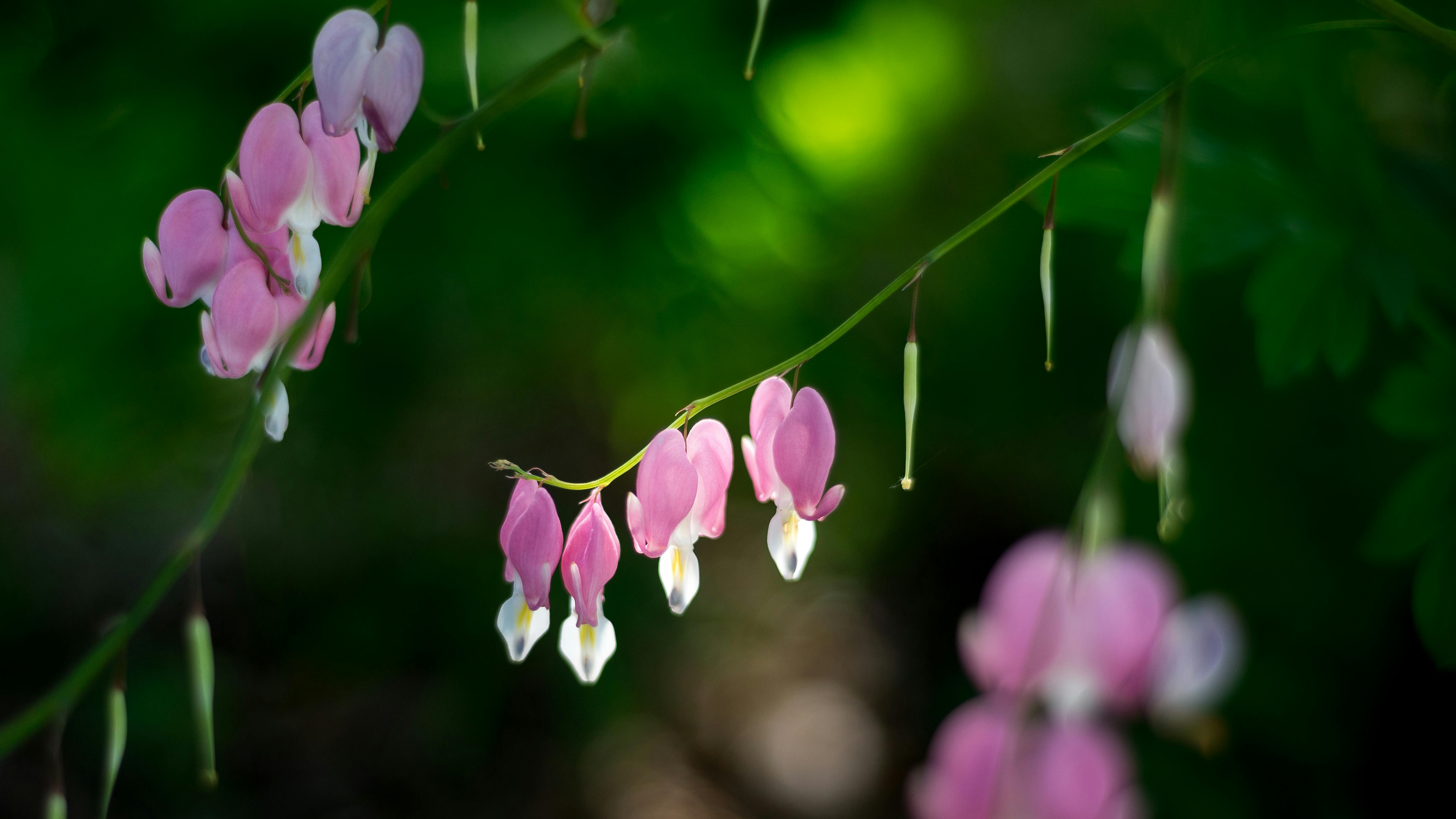 Close Up Photo of Blooming Pink Flower · Free Stock Photo