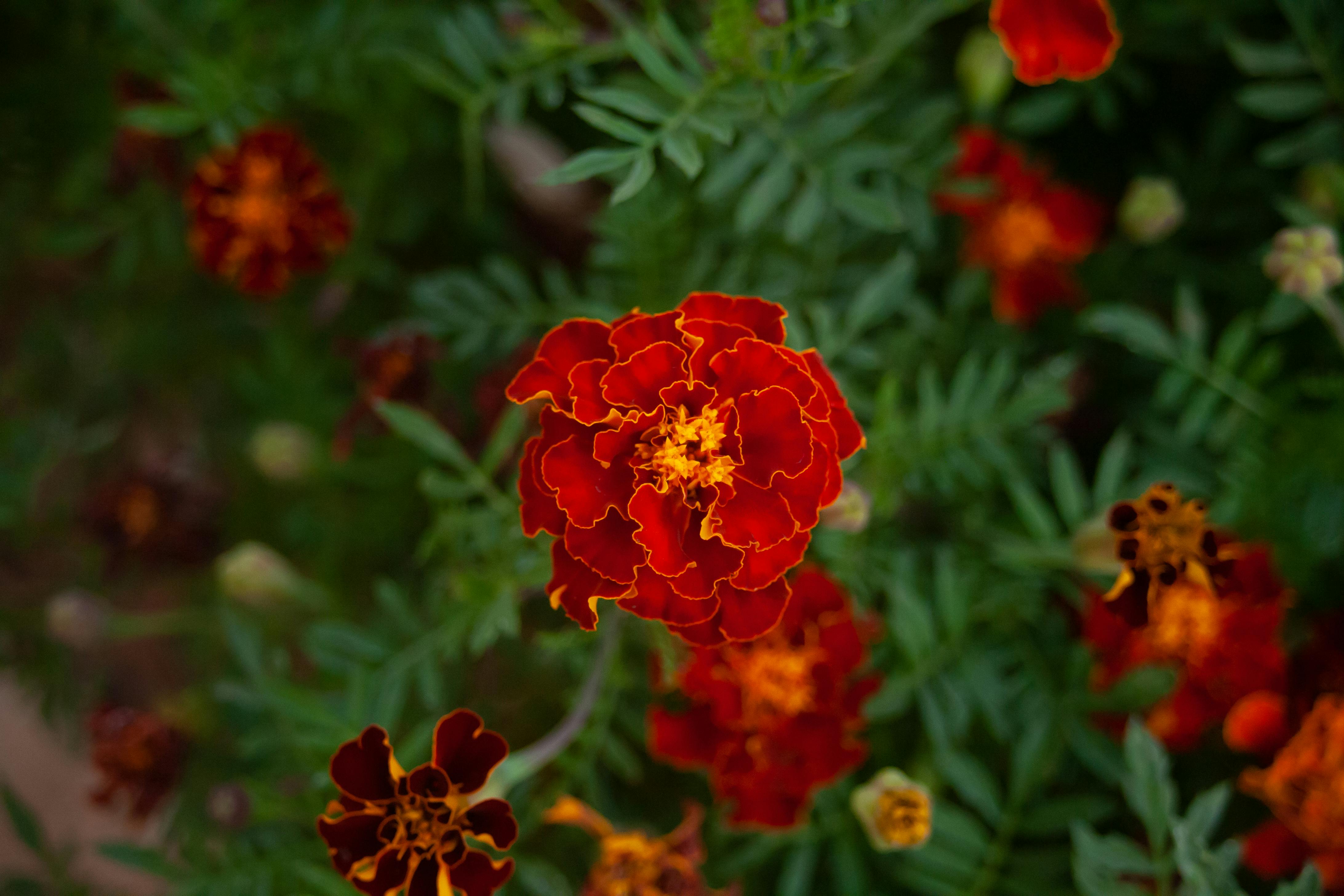 Tagetes Spp Photos, Download The BEST Free Tagetes Spp Stock Photos ...