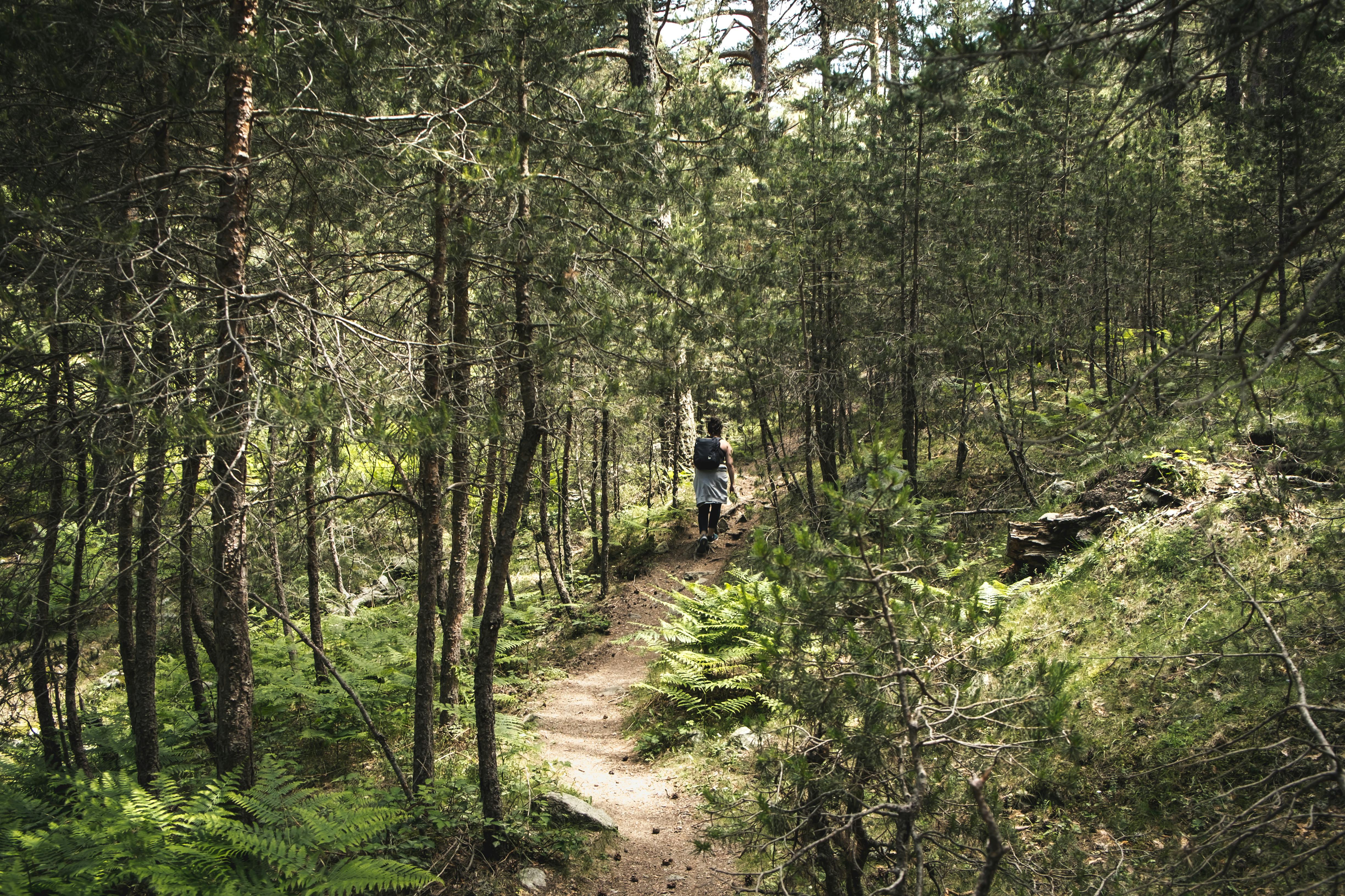 Person Walking on Path Way in Forest · Free Stock Photo
