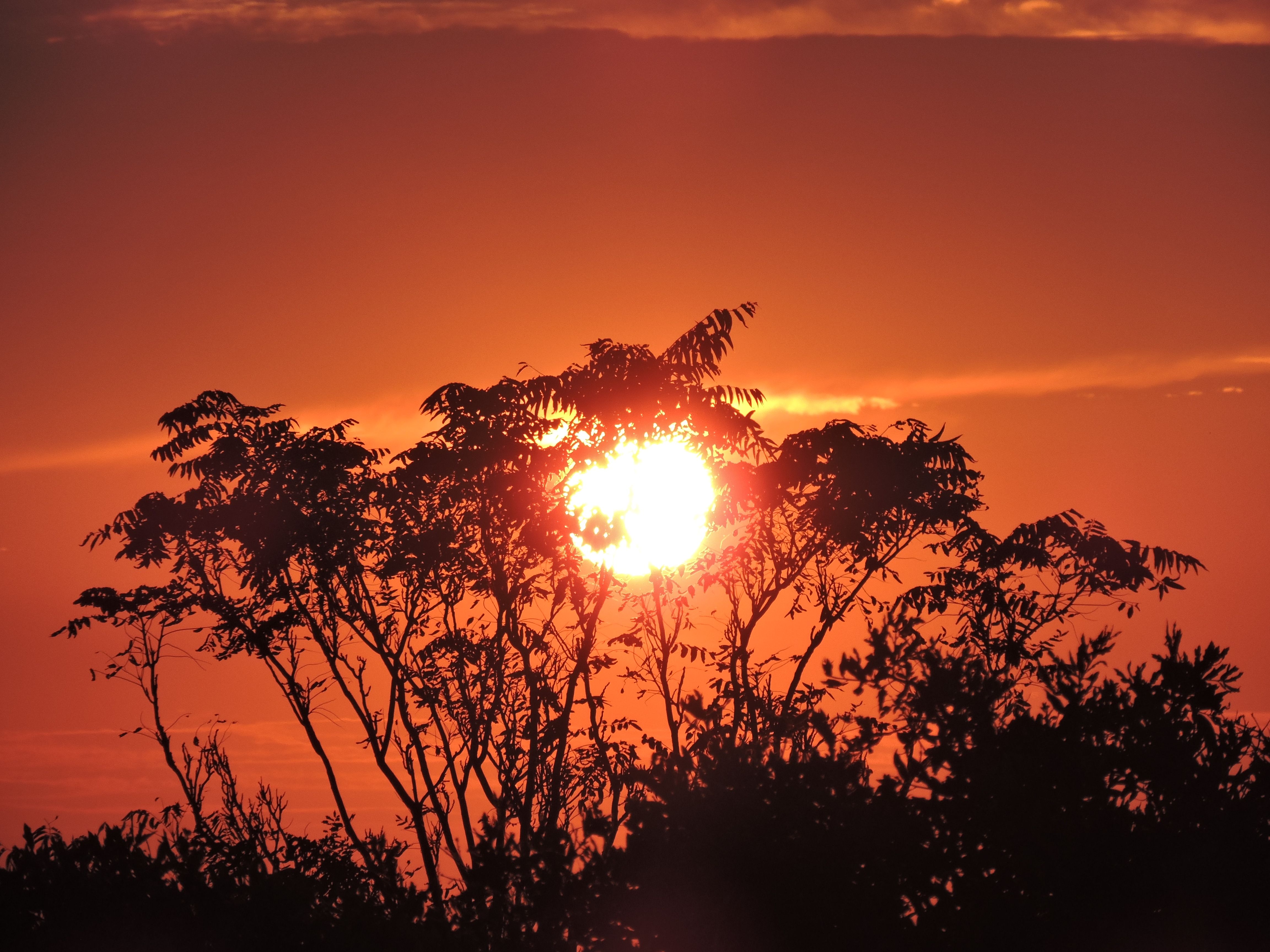 Free stock photo of orange, sunset