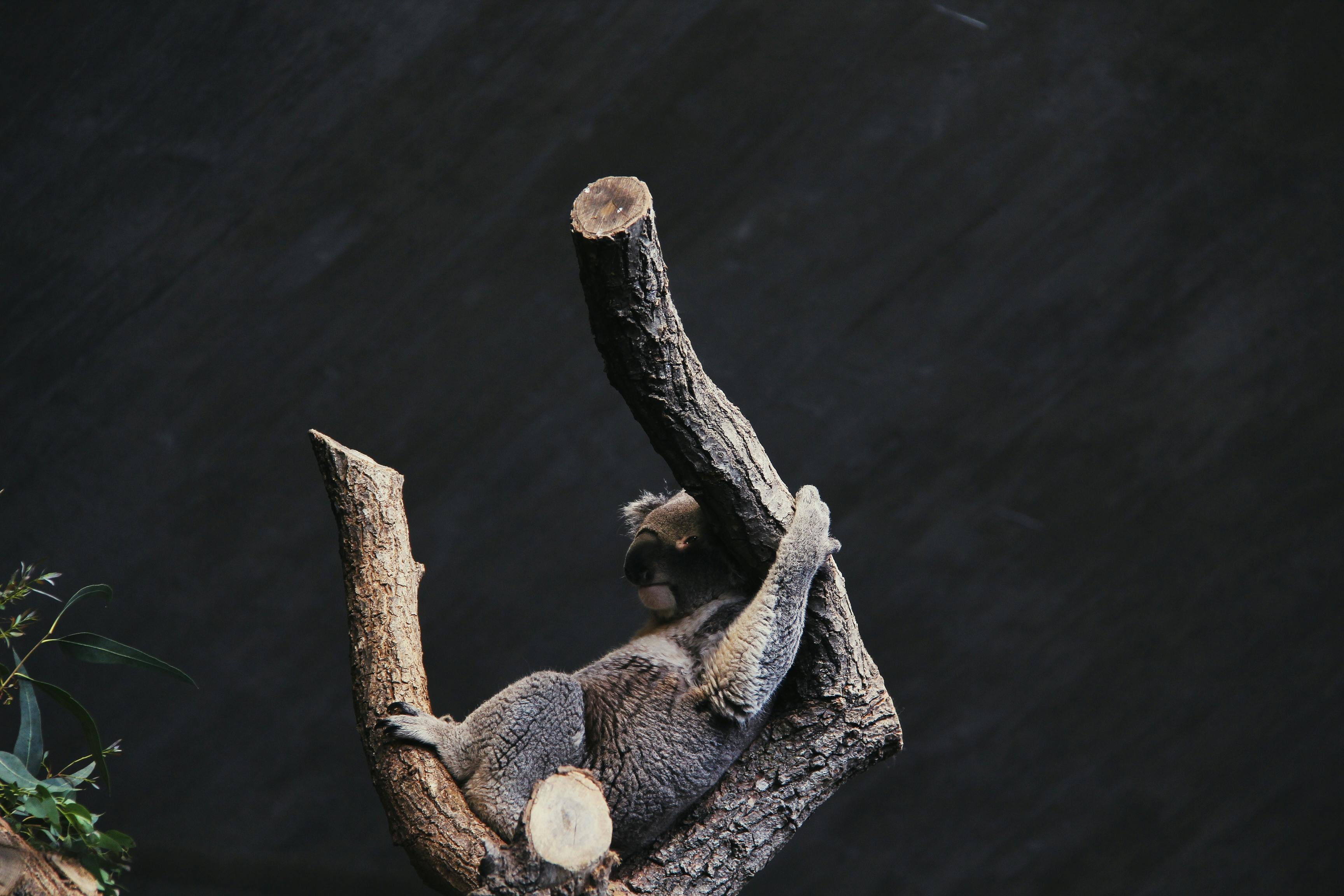 Koala on Tree · Free Stock Photo