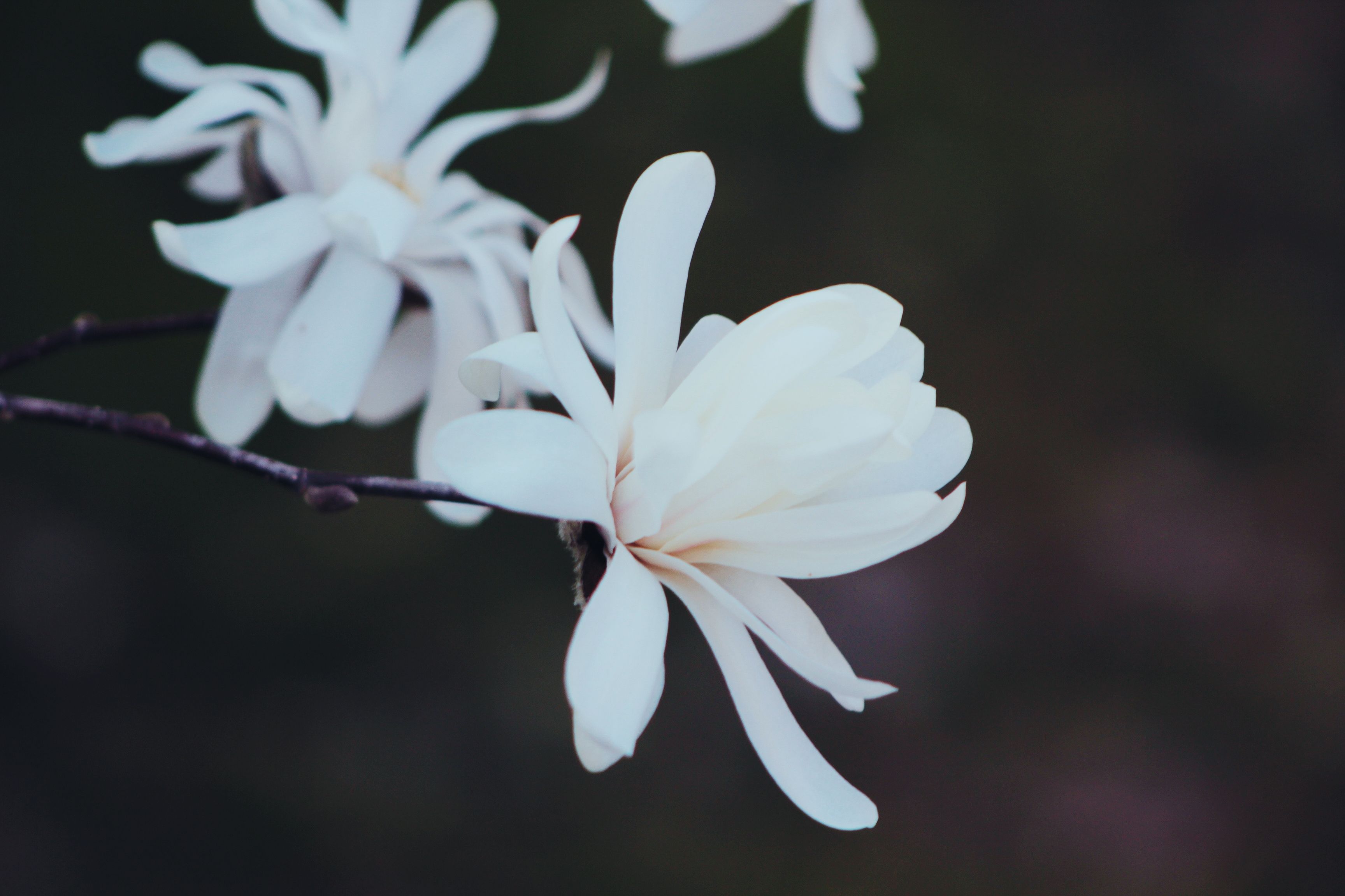 White Flowers in Close Up Photography · Free Stock Photo