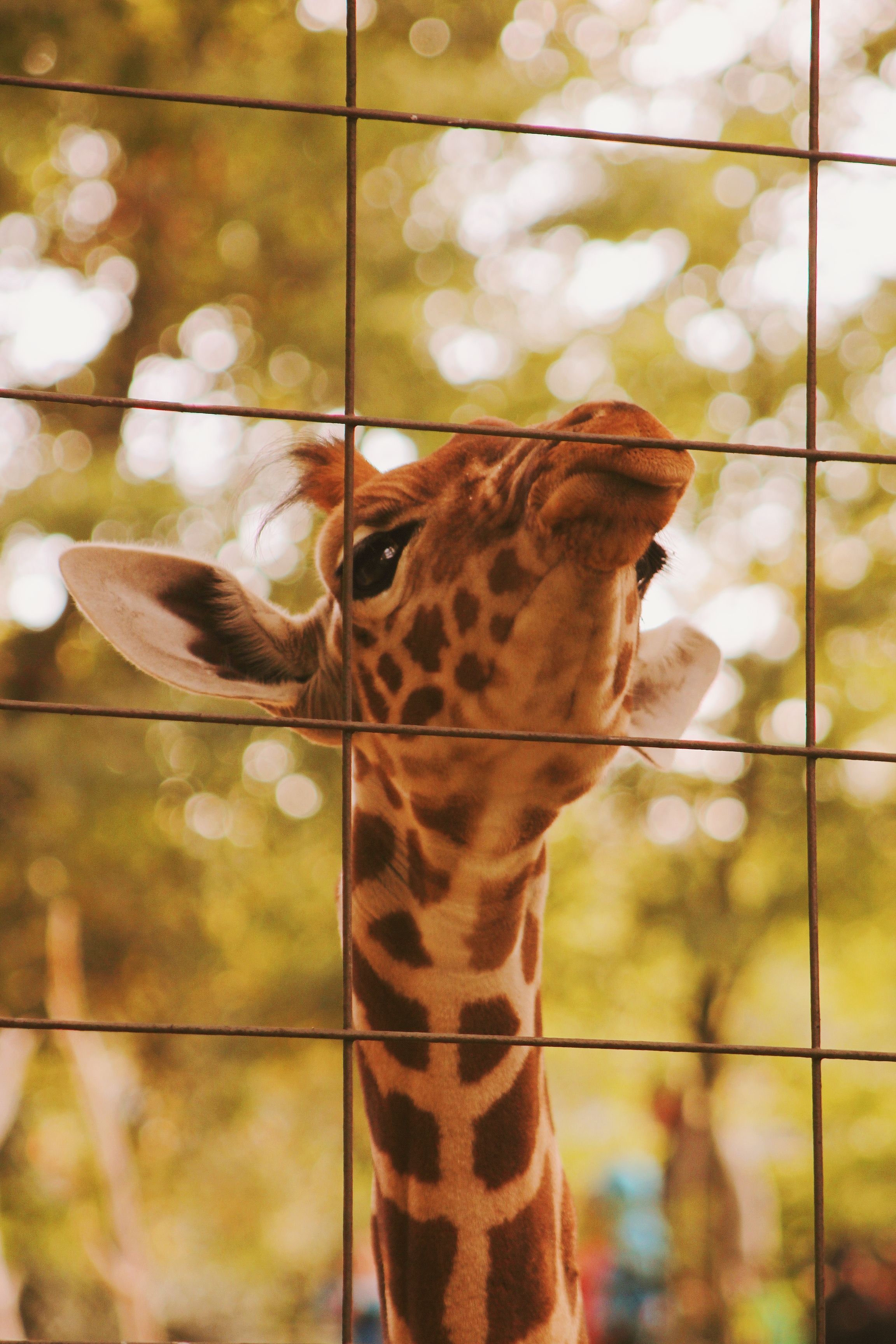 Close-Up Photo of Giraffe' Face · Free Stock Photo