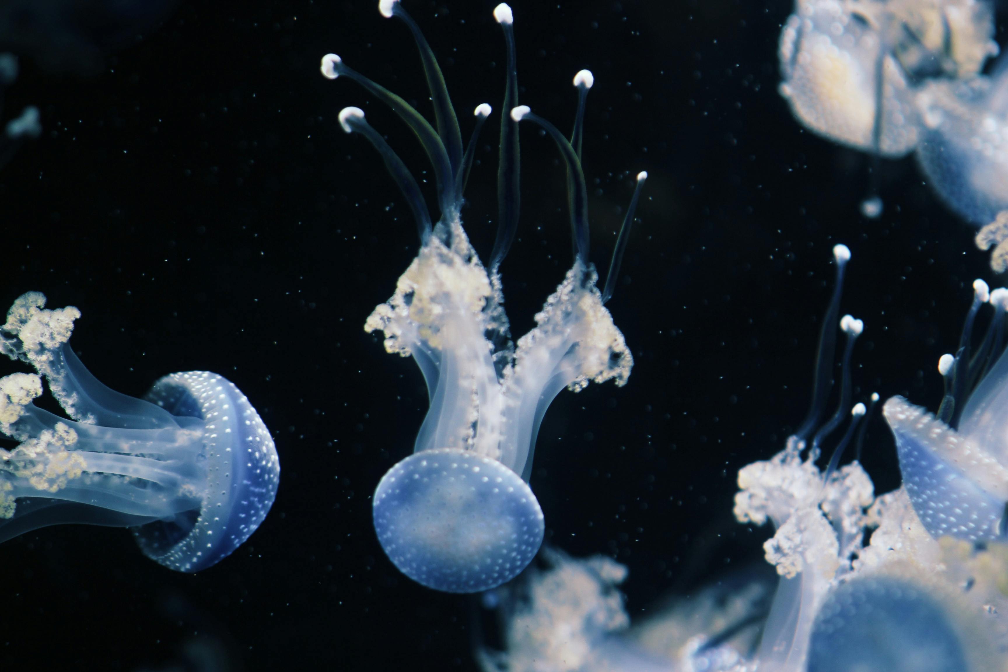 Jellyfish Nature Background Photos, Download The BEST Free Jellyfish ...