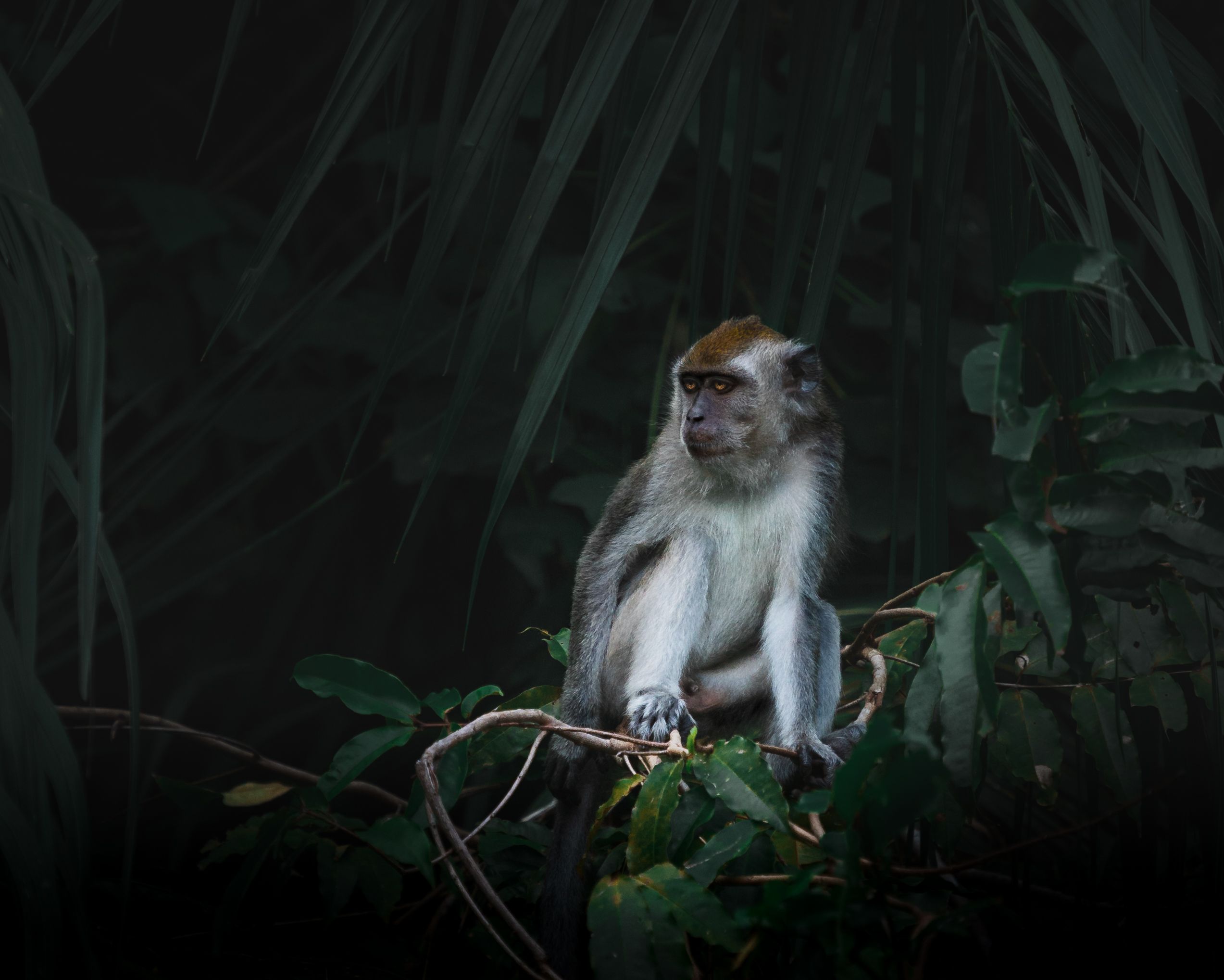 Dark Monkey Photos, Download The BEST Free Dark Monkey Stock Photos ...