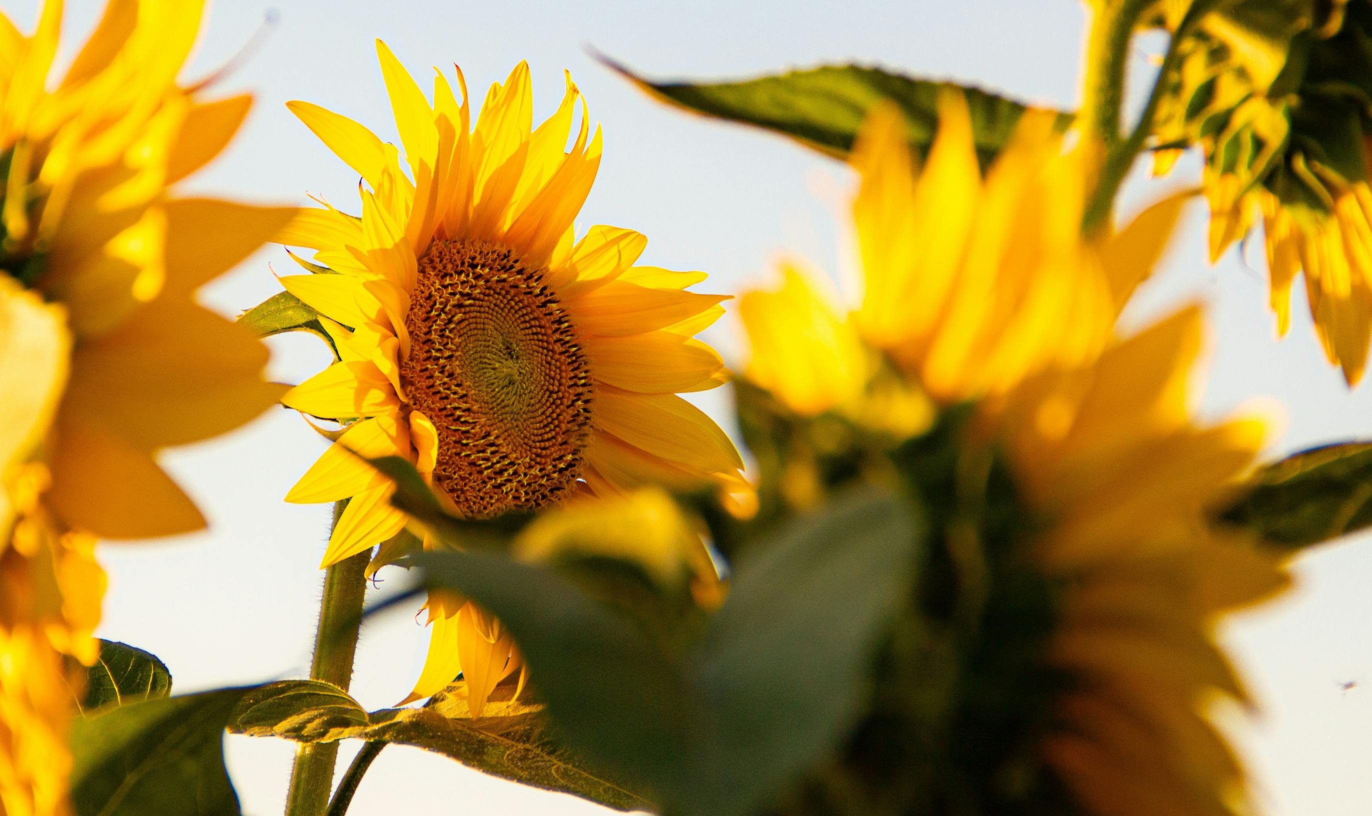 Photo Of Sunflower During Daytime · Free Stock Photo