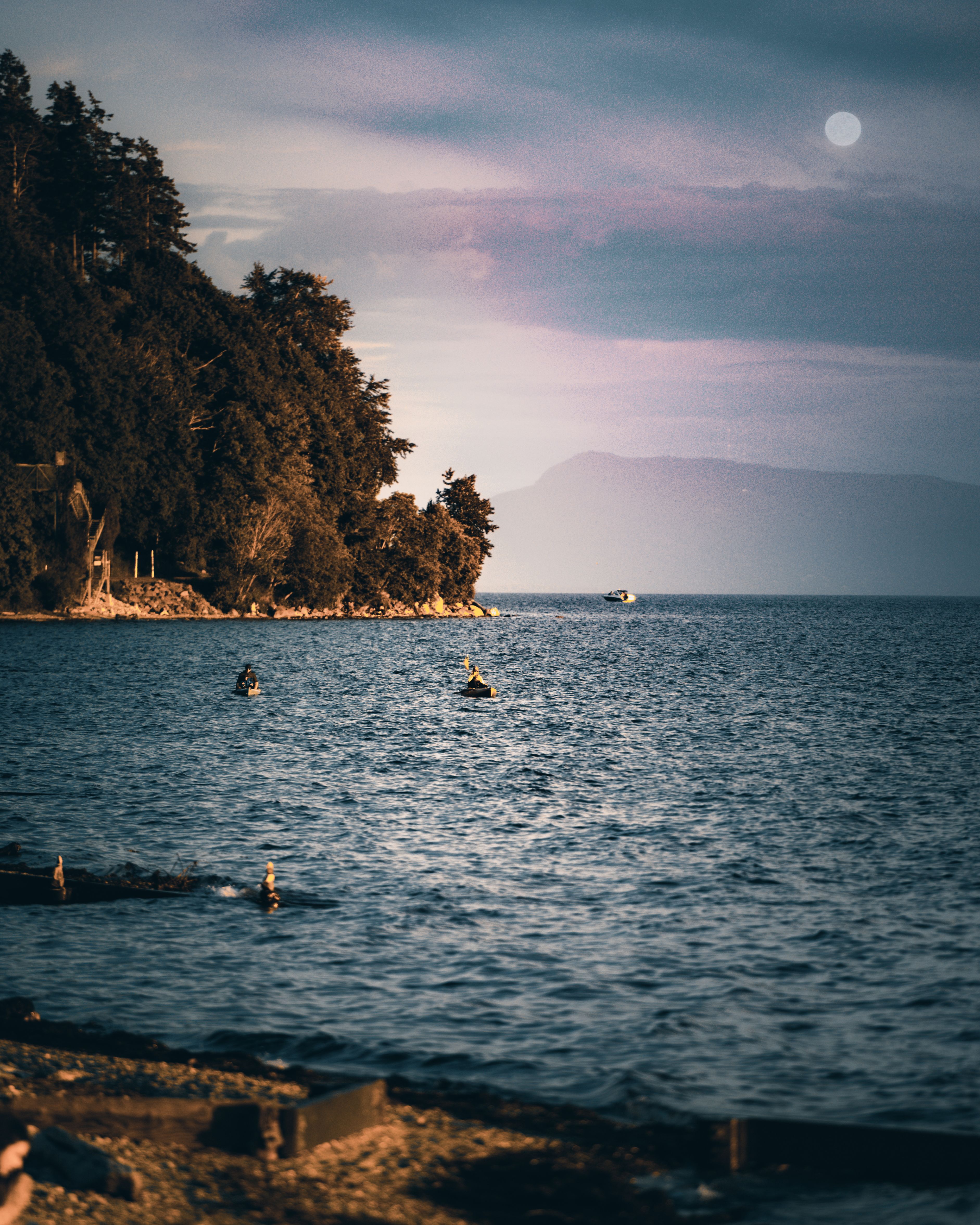 Trees on a Sea Coast · Free Stock Photo