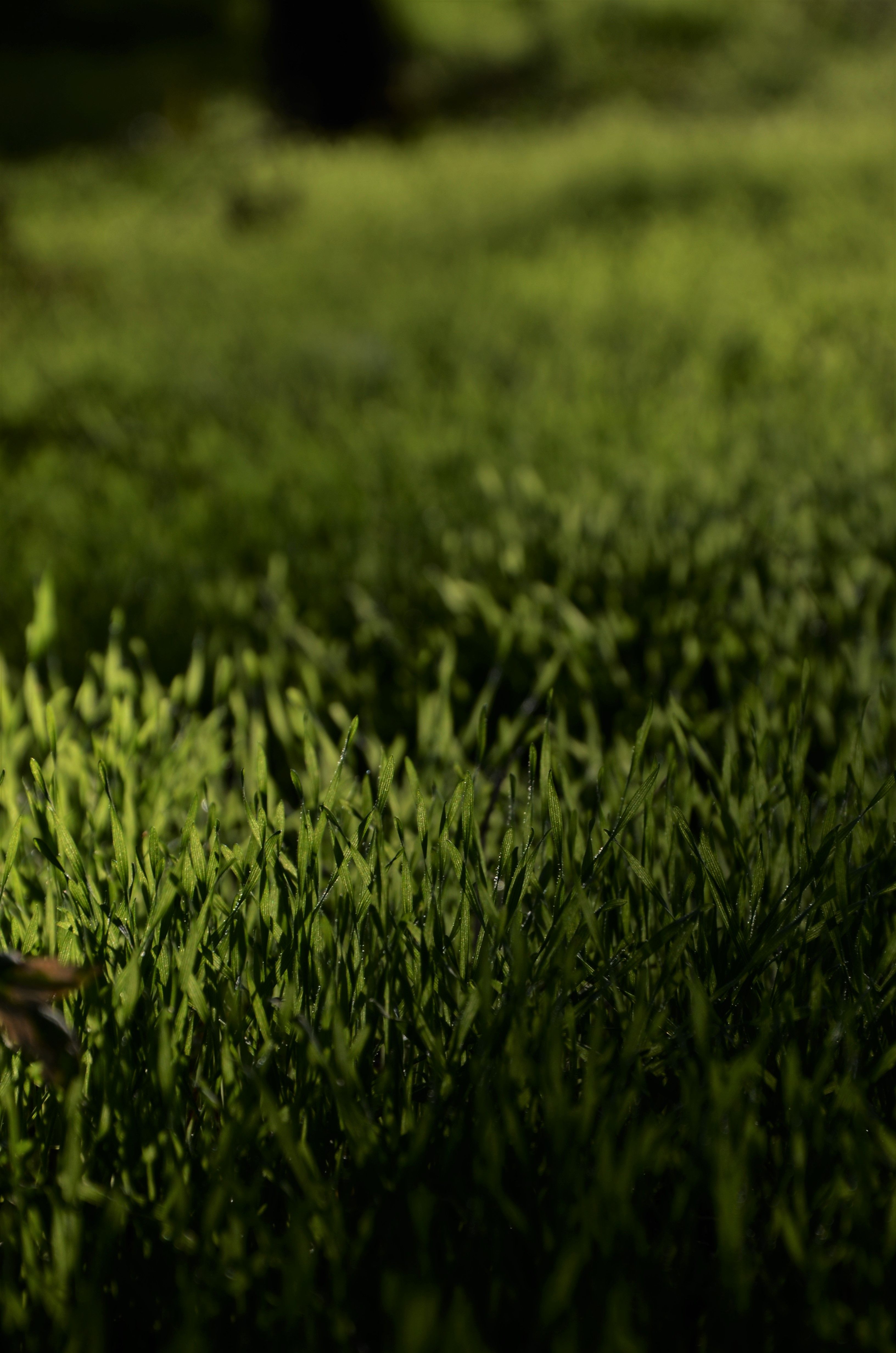 Green Grass Field · Free Stock Photo