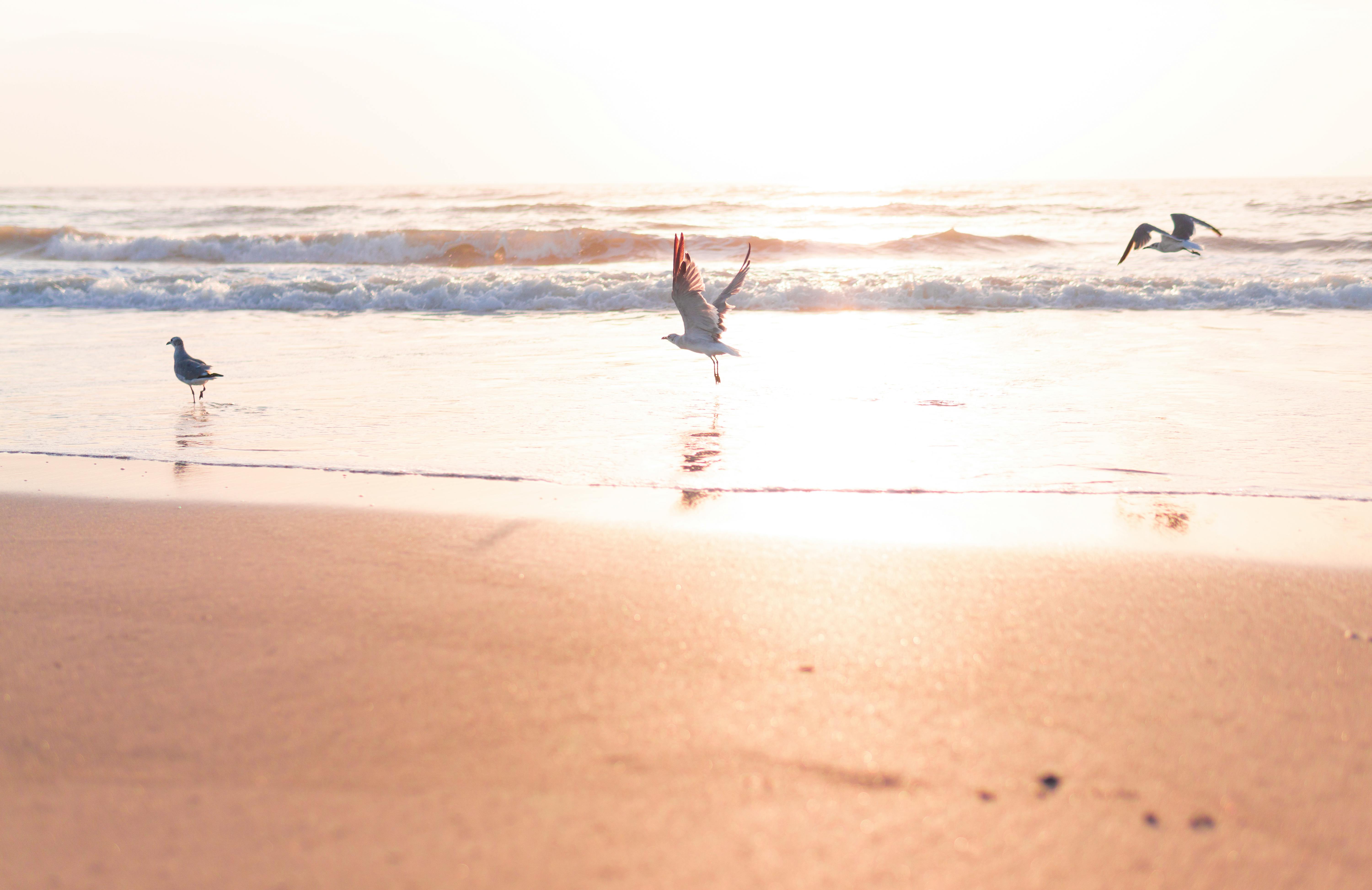 Birds Flying at the Beach · Free Stock Photo