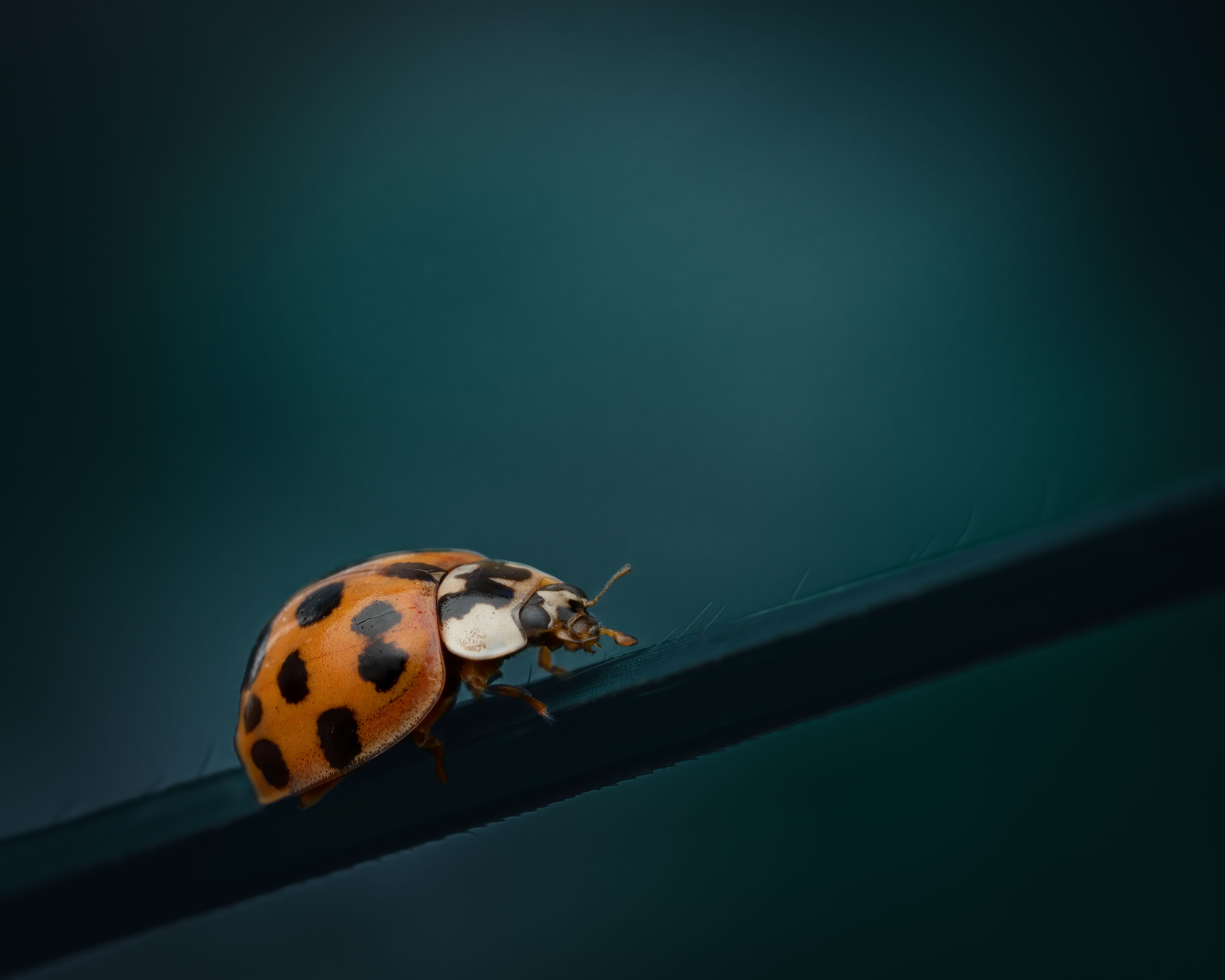 Ladybug on thin plant leaf in evening nature · Free Stock Photo