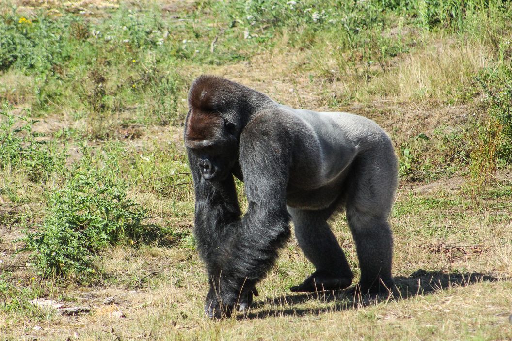 Western Lowland Gorilla Lifespan in Captivity vs Wild