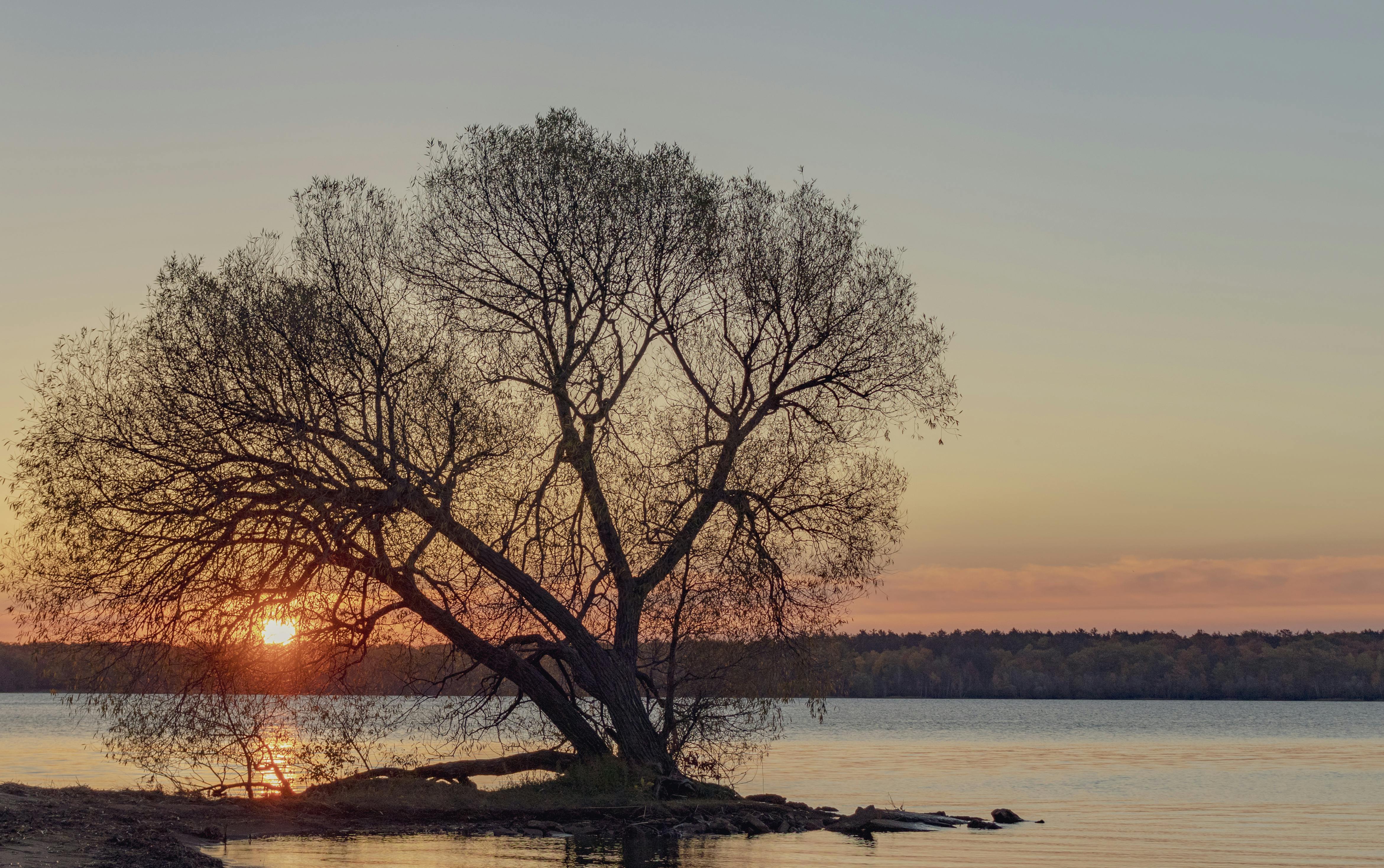 A Tree Near the Sea during Sunset · Free Stock Photo