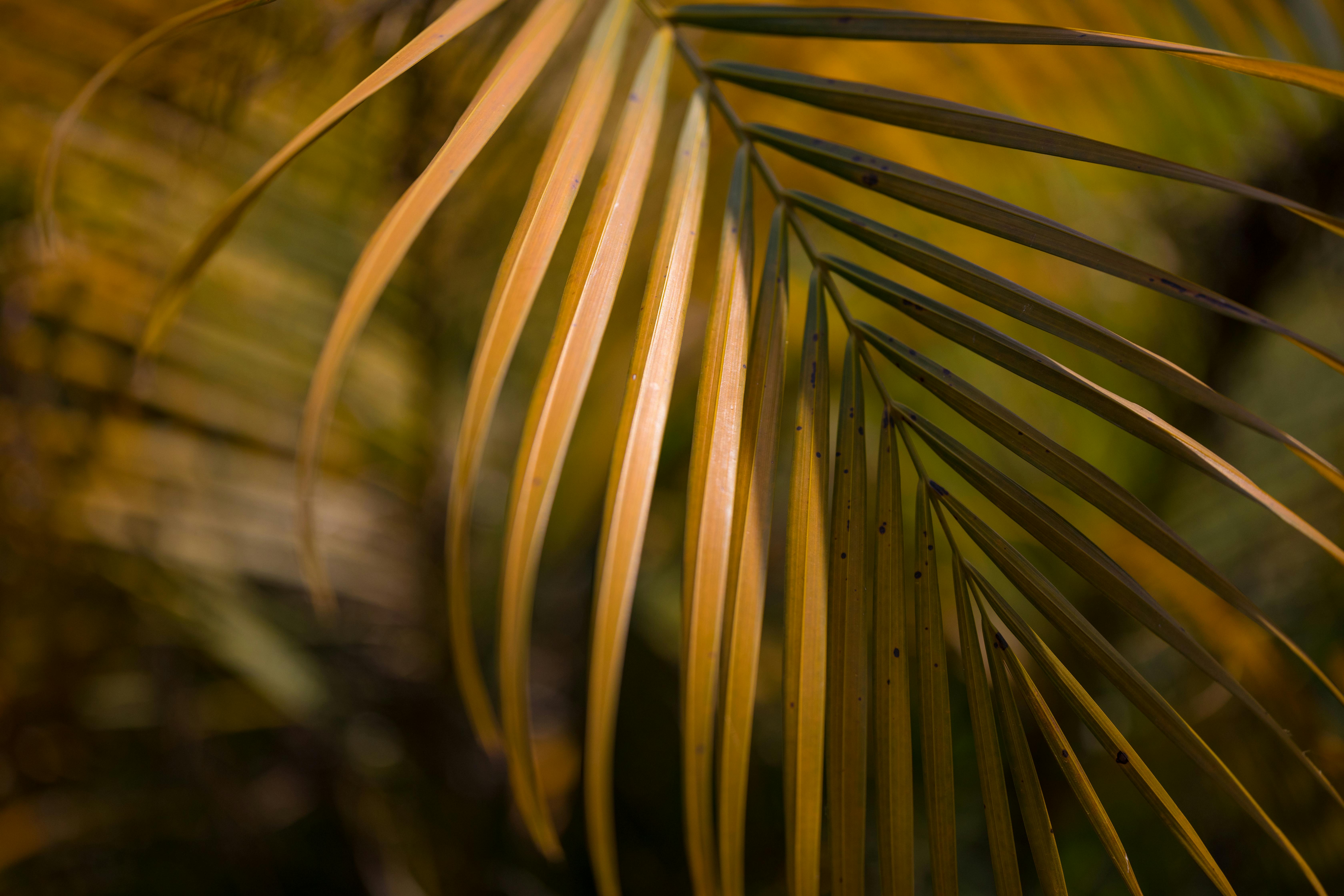 Close-Up Photo of Palm Leaf · Free Stock Photo