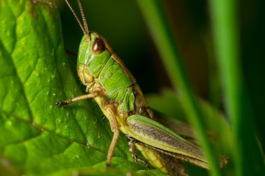 Free stock photos of grasshopper · Pexels