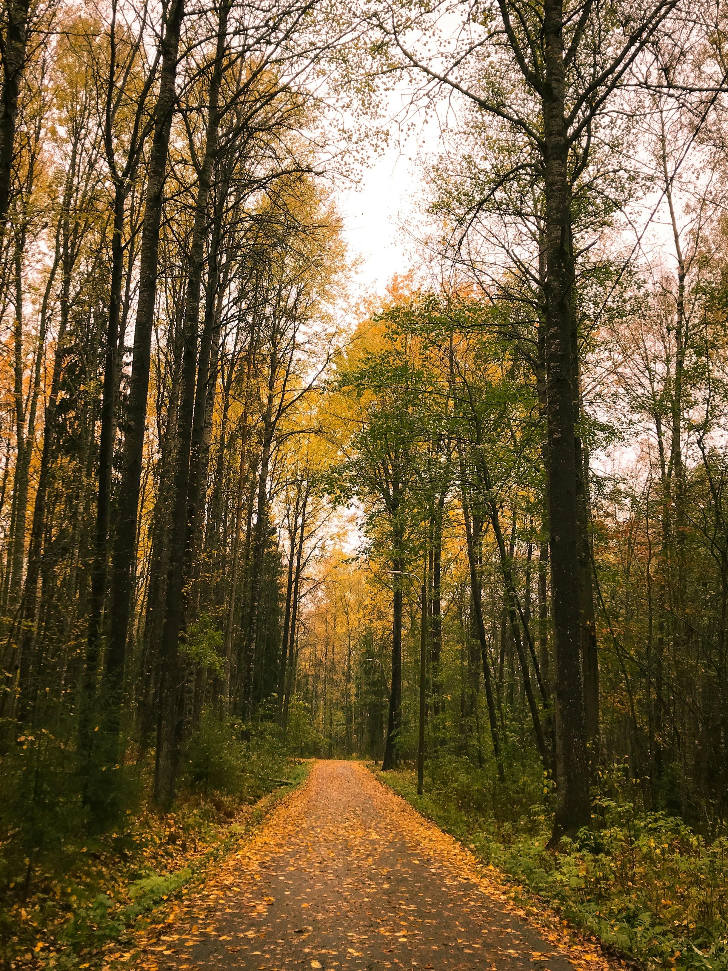 Photo of Trees During Fall · Free Stock Photo