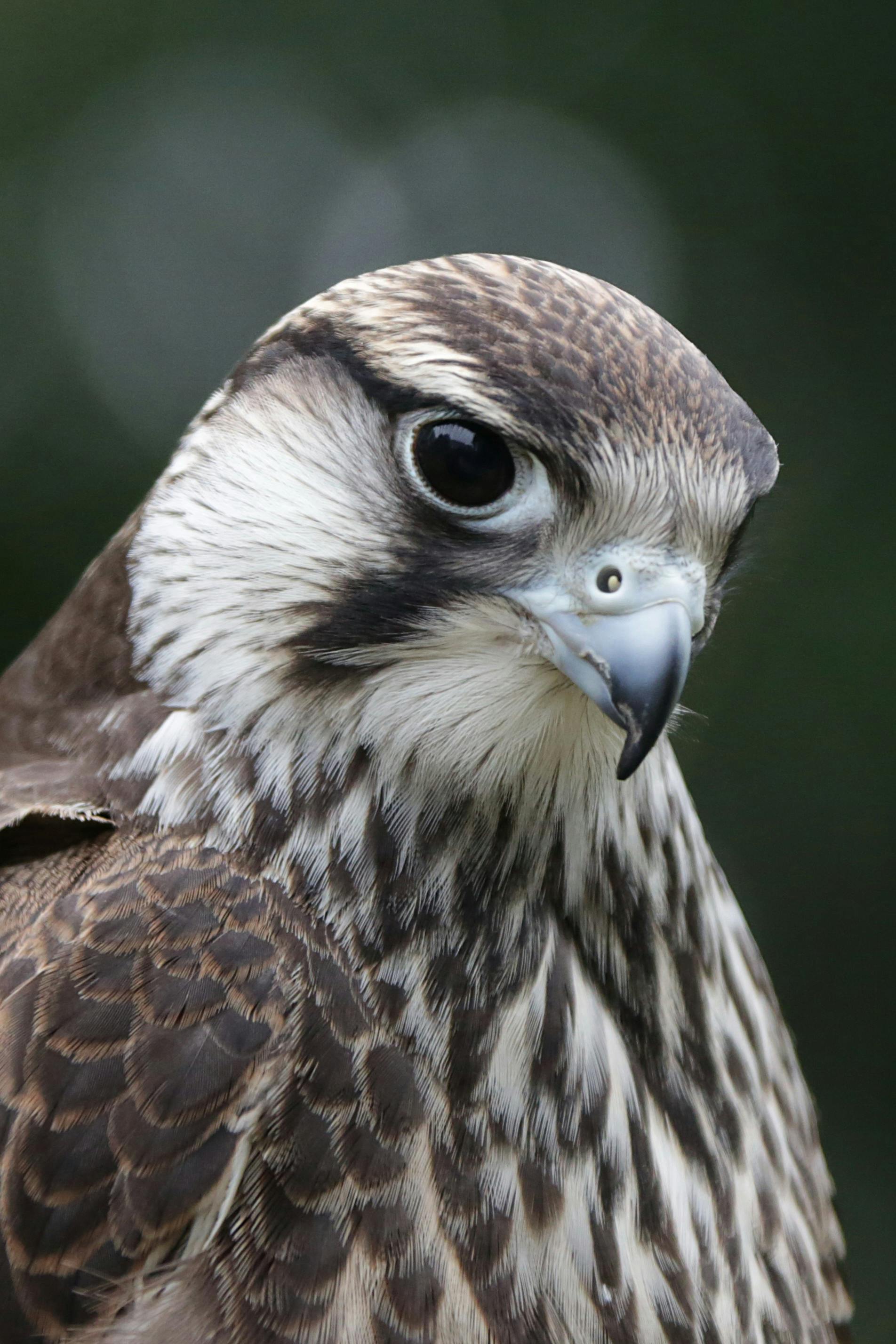 Photo of Falcon Sitting on Branch · Free Stock Photo