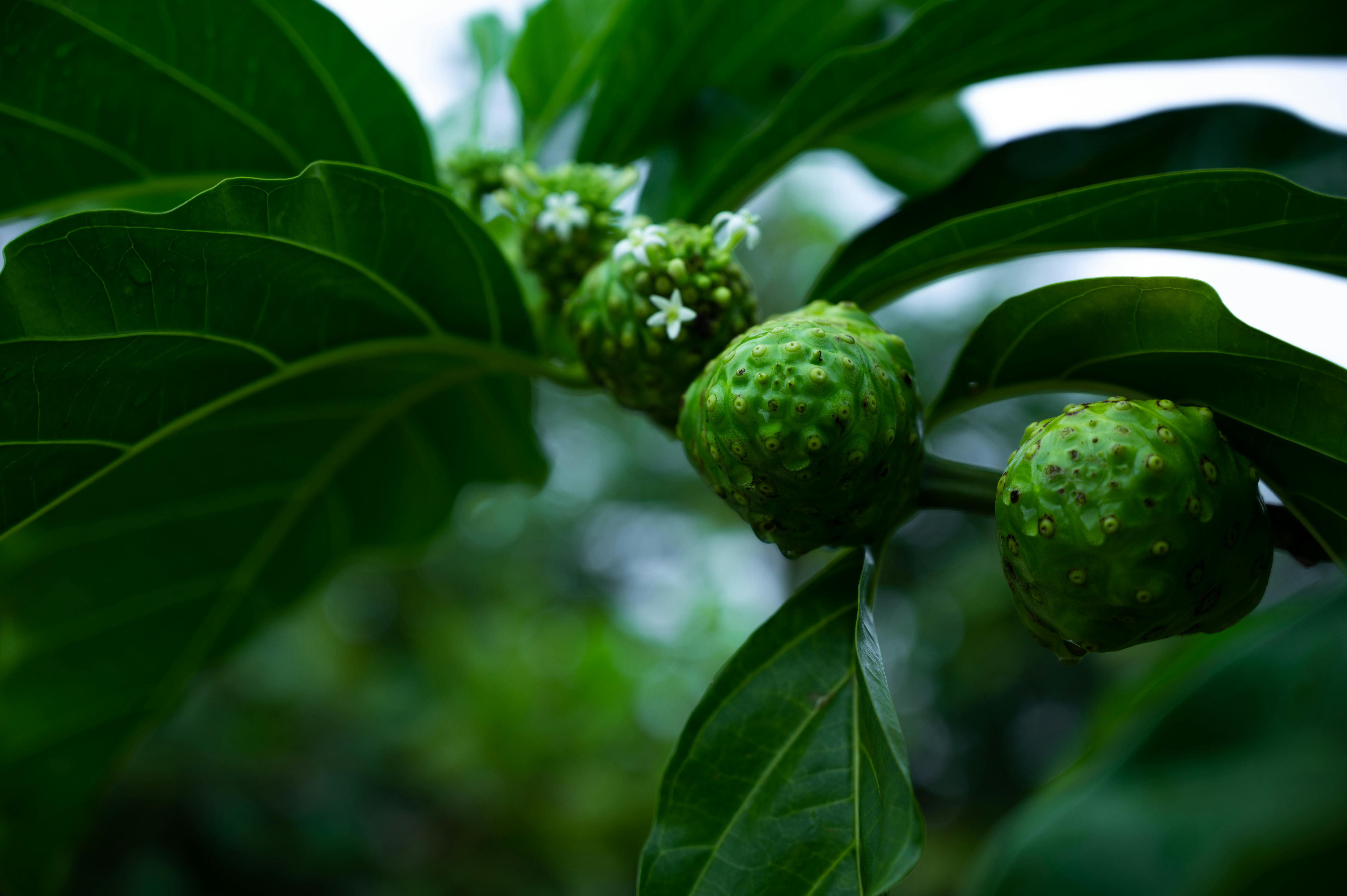 Noni Photos, Download The BEST Free Noni Stock Photos & HD Images