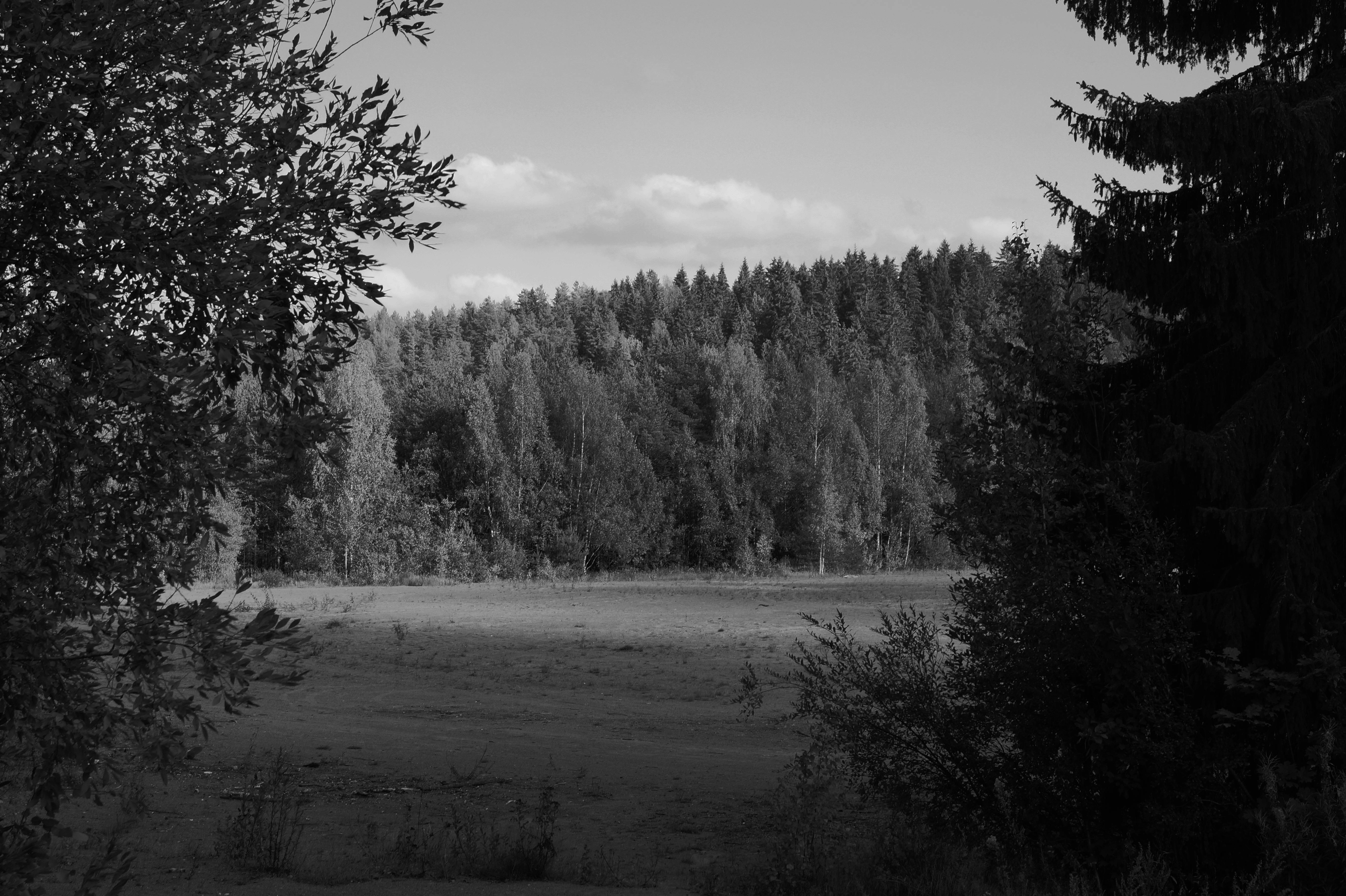 Grayscale Photo of Trees in the Forest · Free Stock Photo