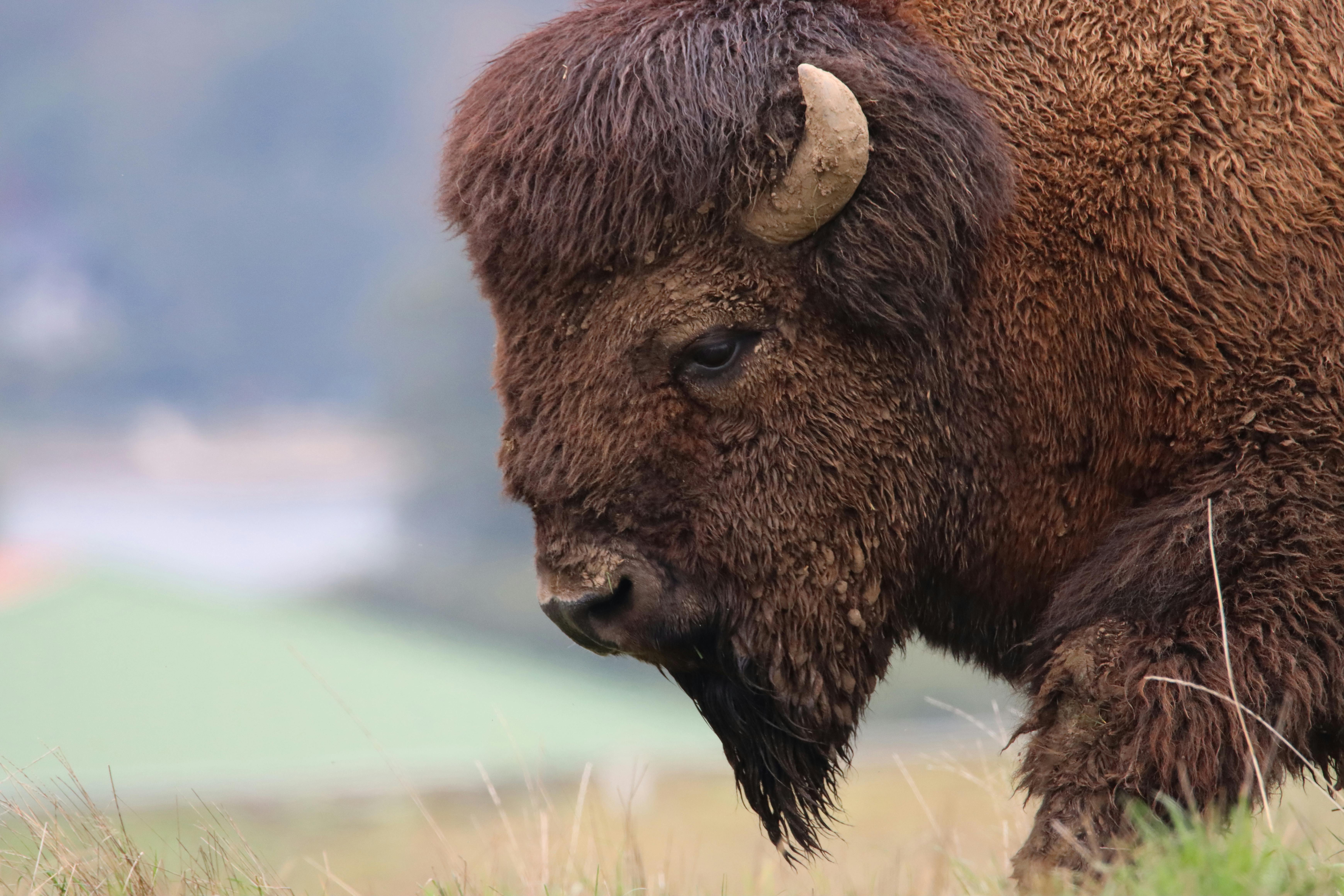 A Close-Up Shot of a Bison · Free Stock Photo