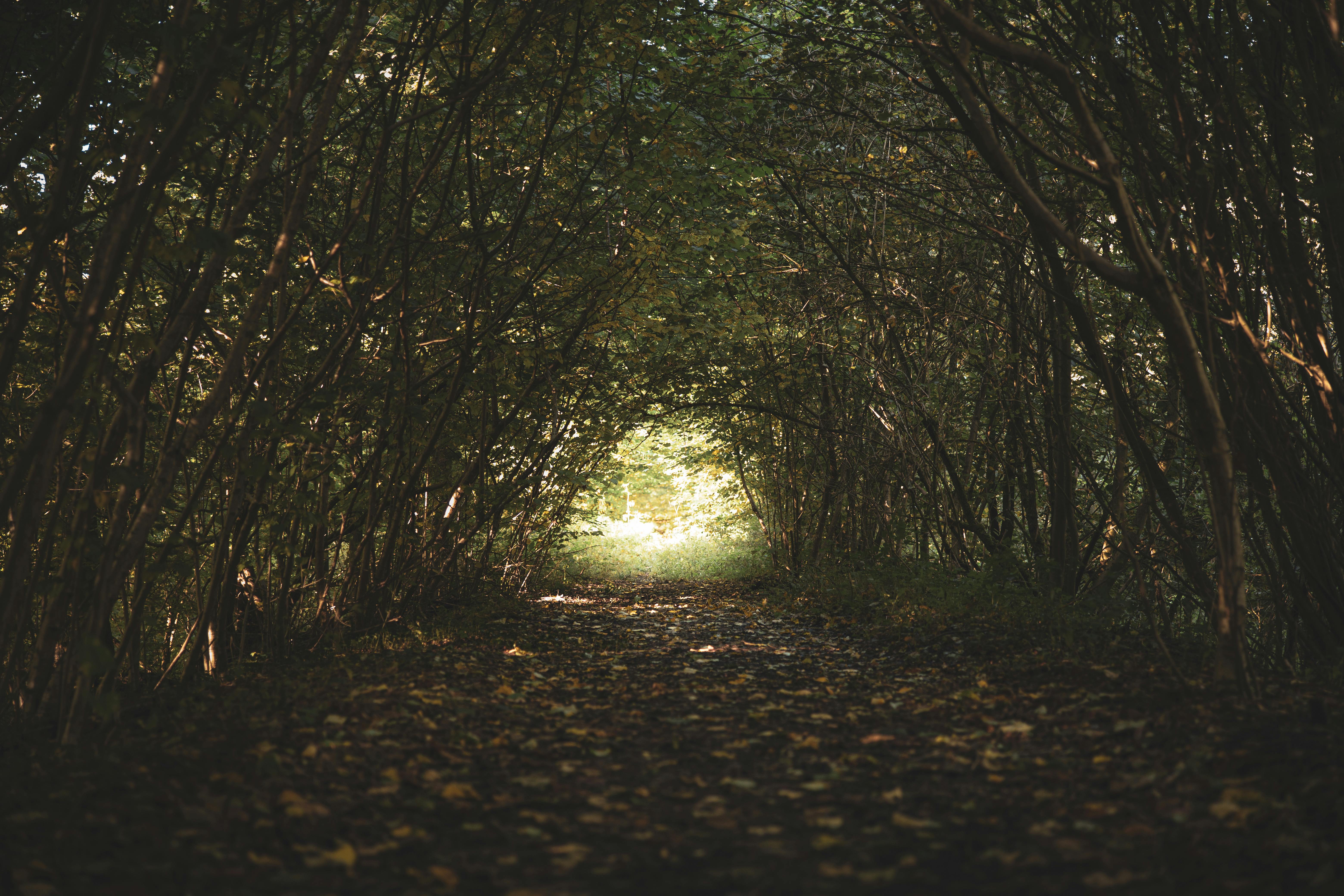 Photo of Pathway Between Trees · Free Stock Photo