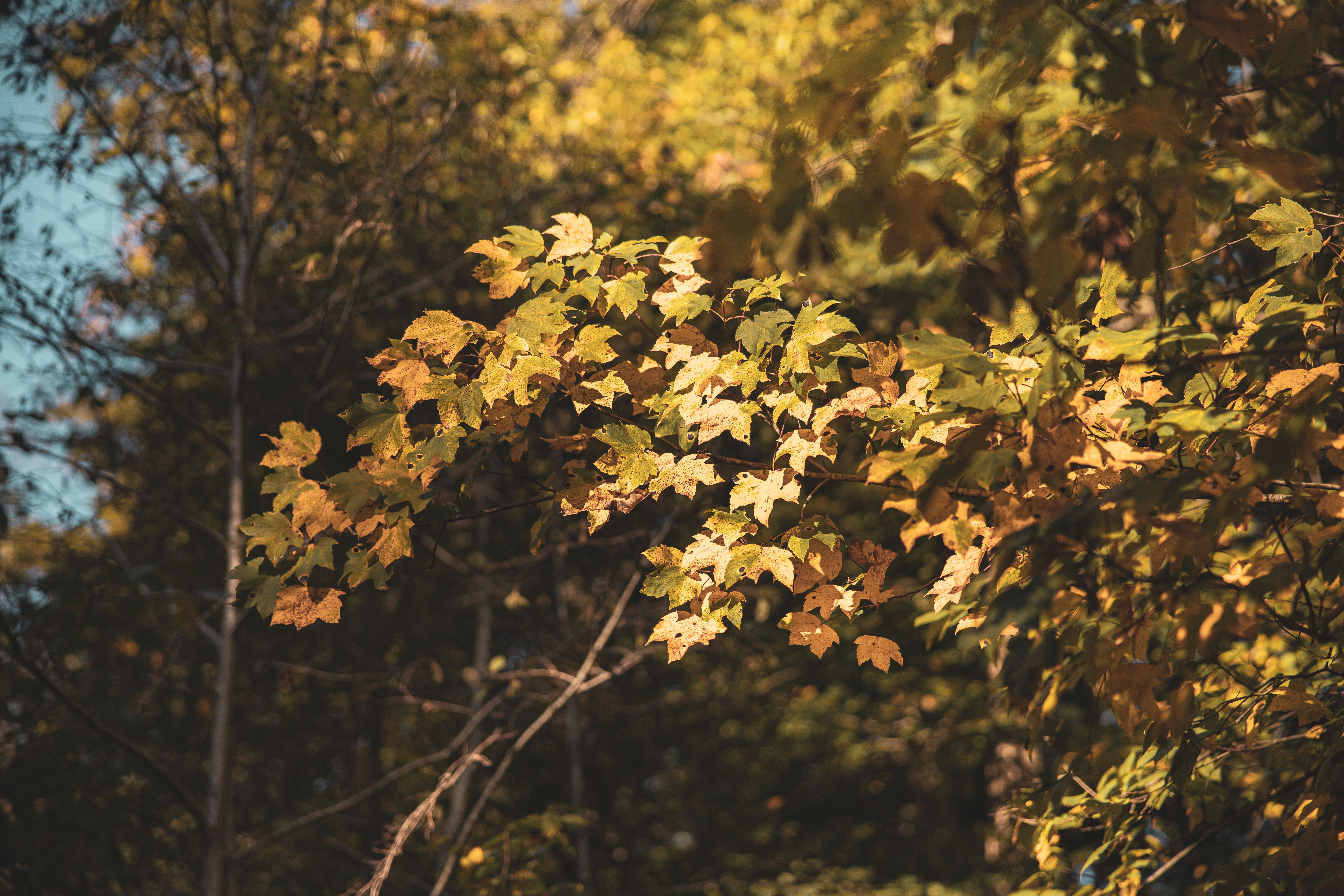 Close-Up Photo of Maple Leaves · Free Stock Photo
