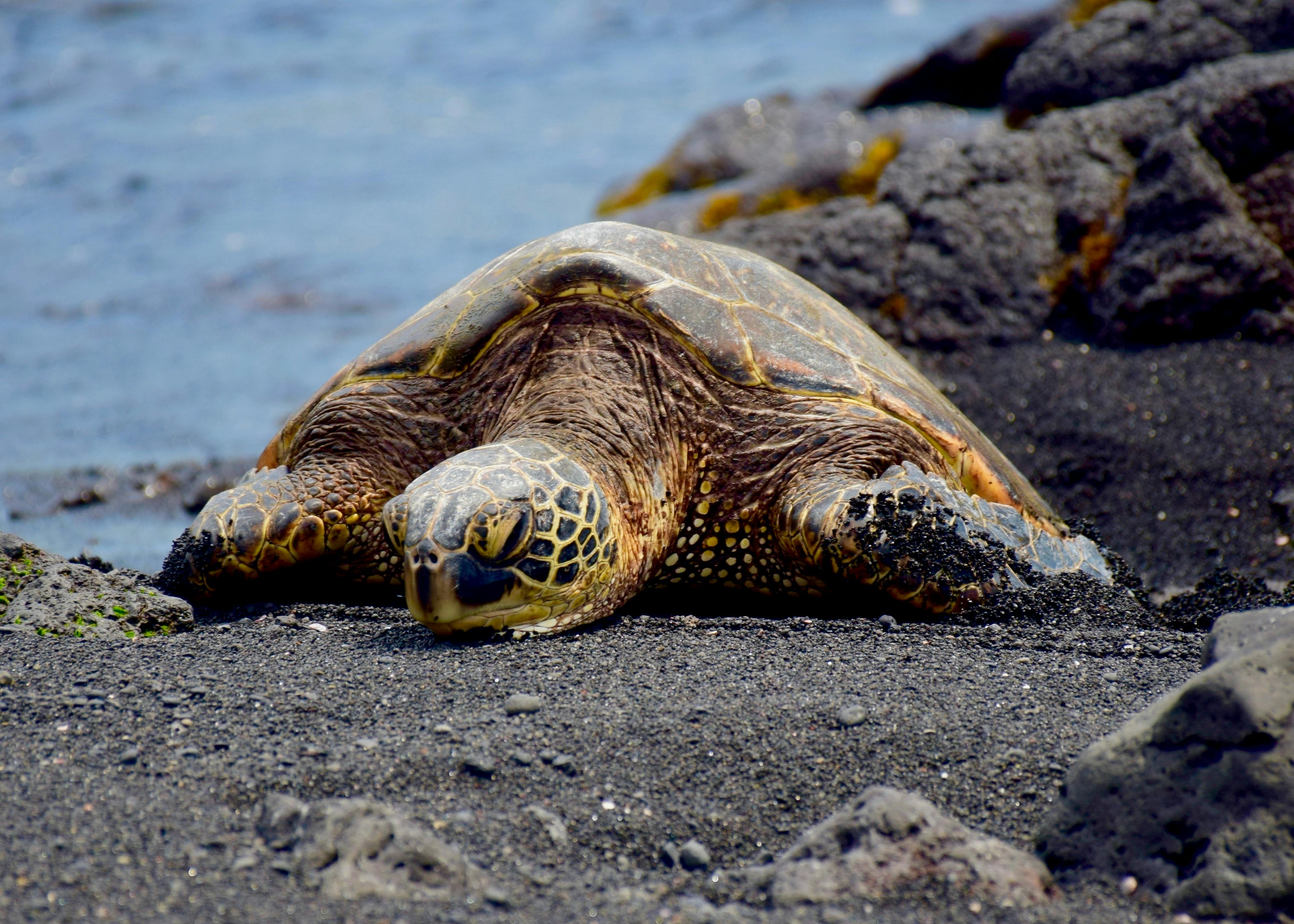 Turtle In Beach Photos, Download Free Turtle In Beach Stock Photos & HD ...