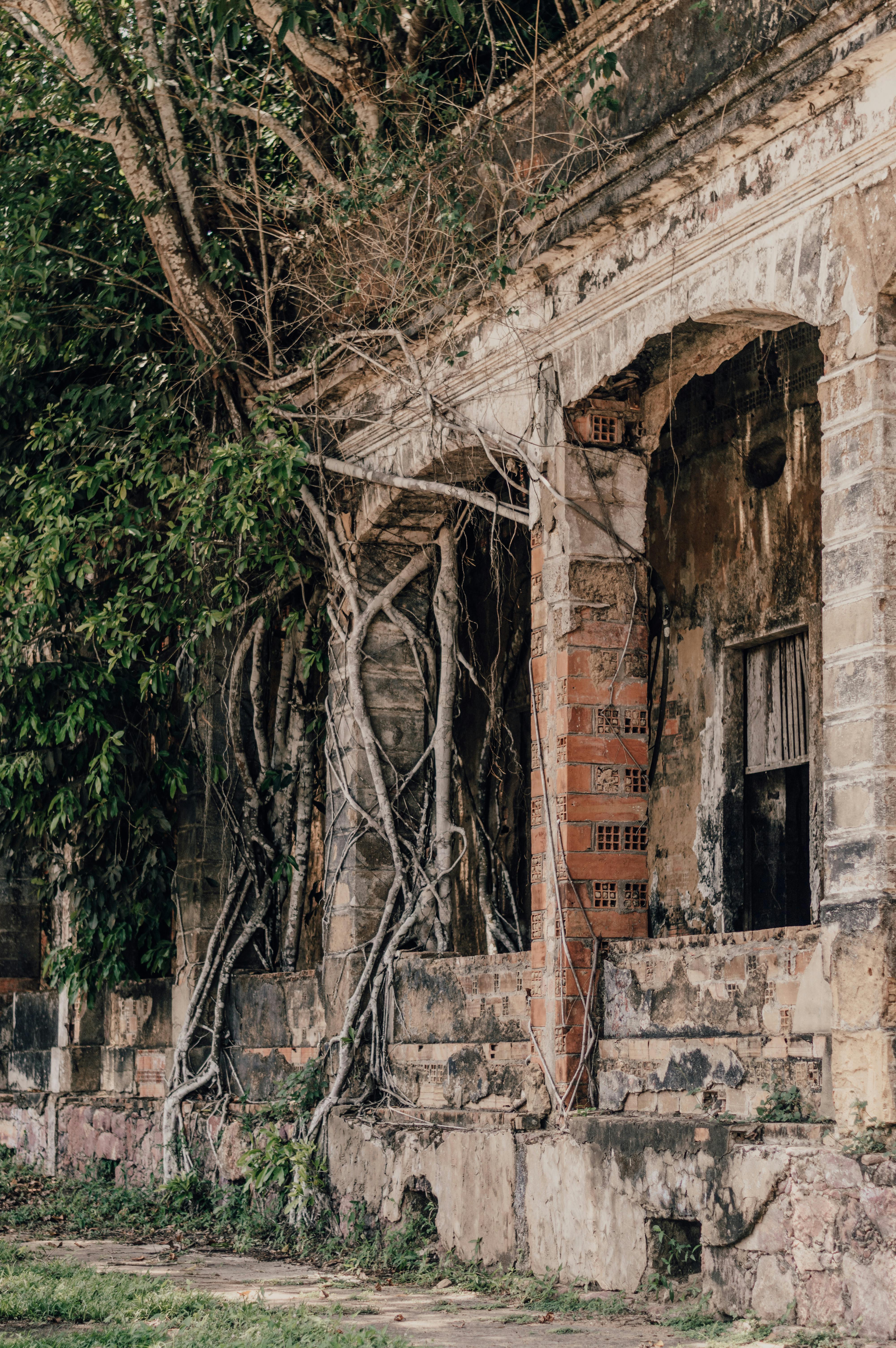 Decaying of an Abandoned Structure covered with Tree Branches · Free ...