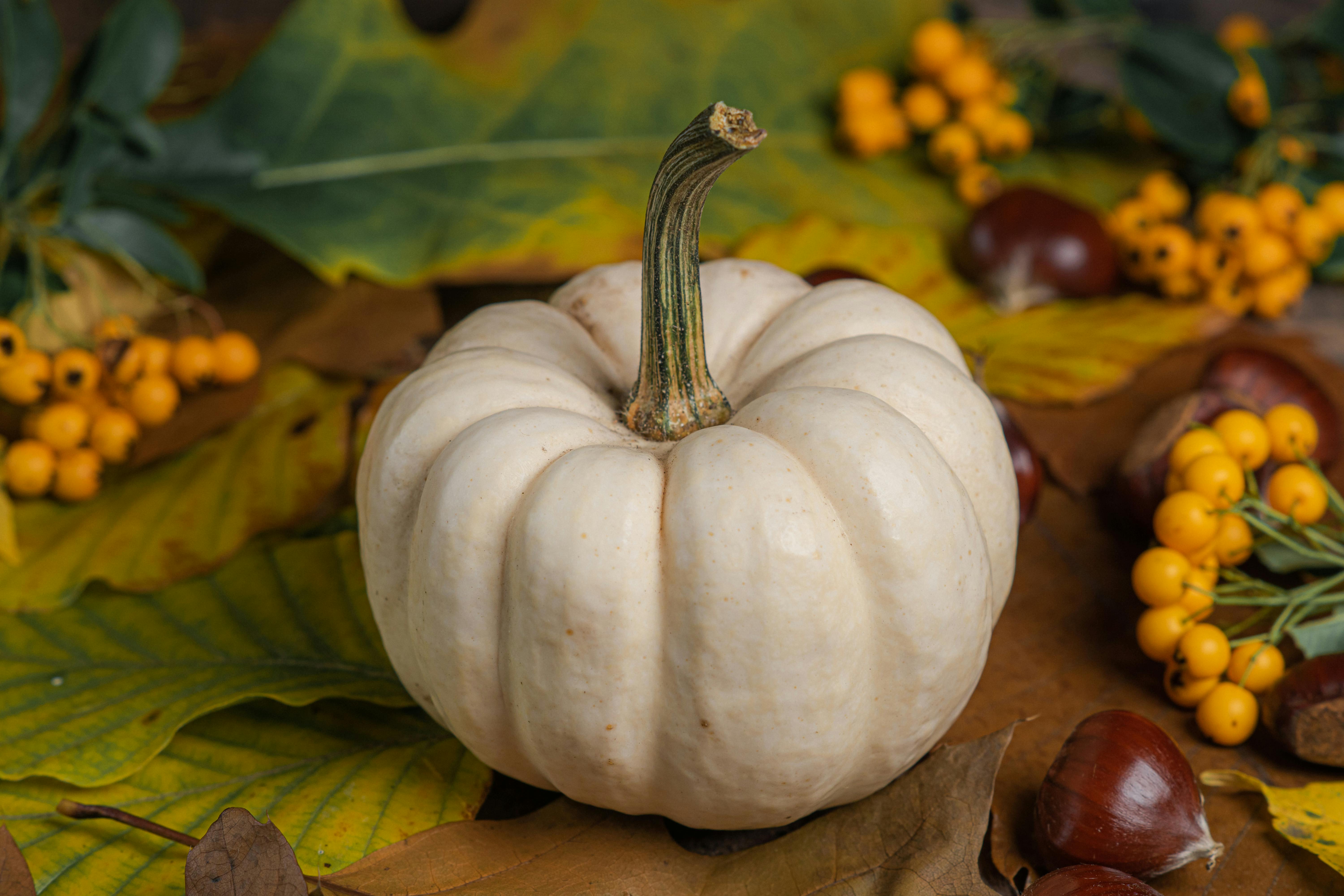 White Pumpkins Photos, Download The BEST Free White Pumpkins Stock ...