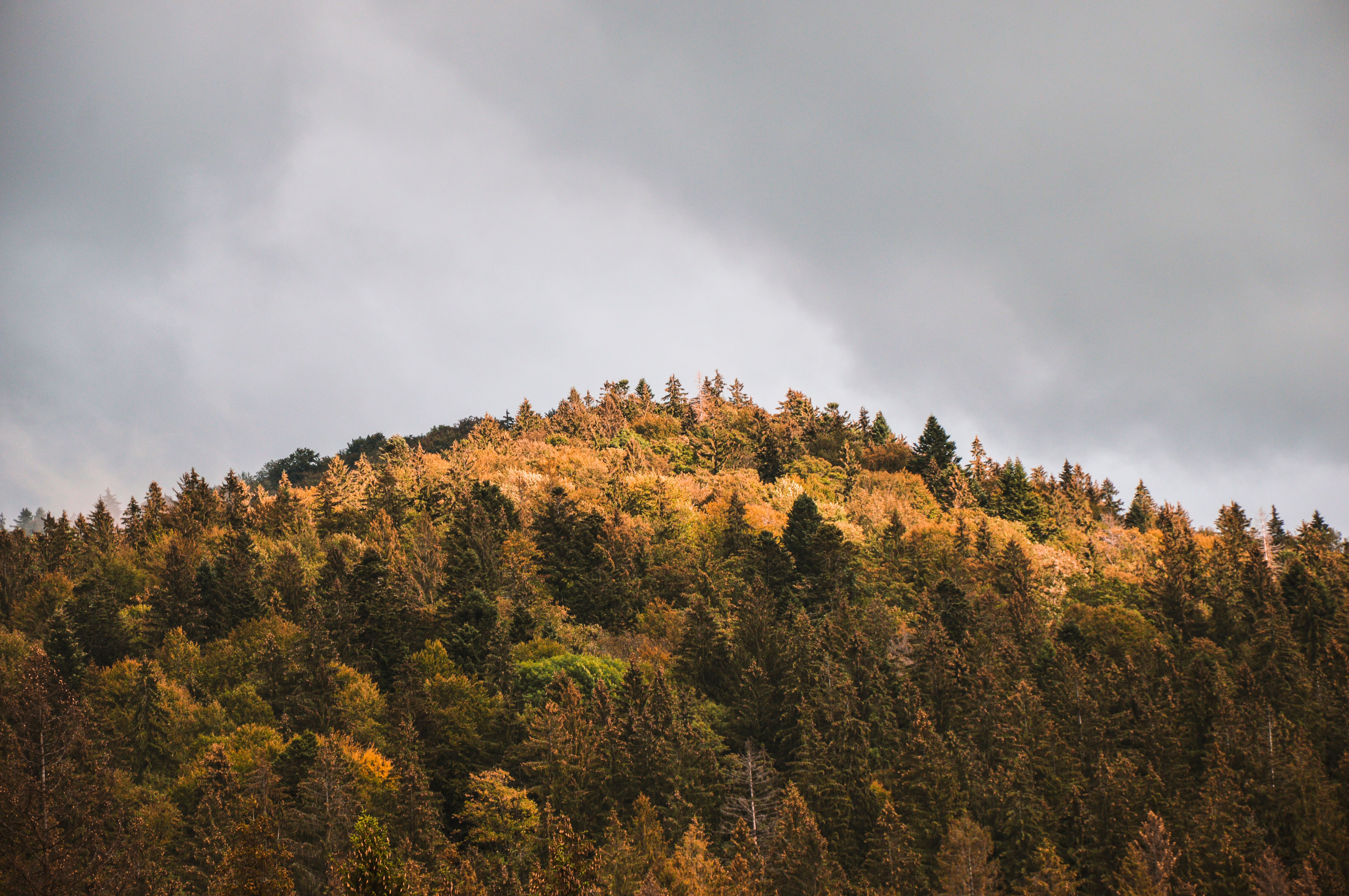 Green Trees Under Cloudy Sky · Free Stock Photo