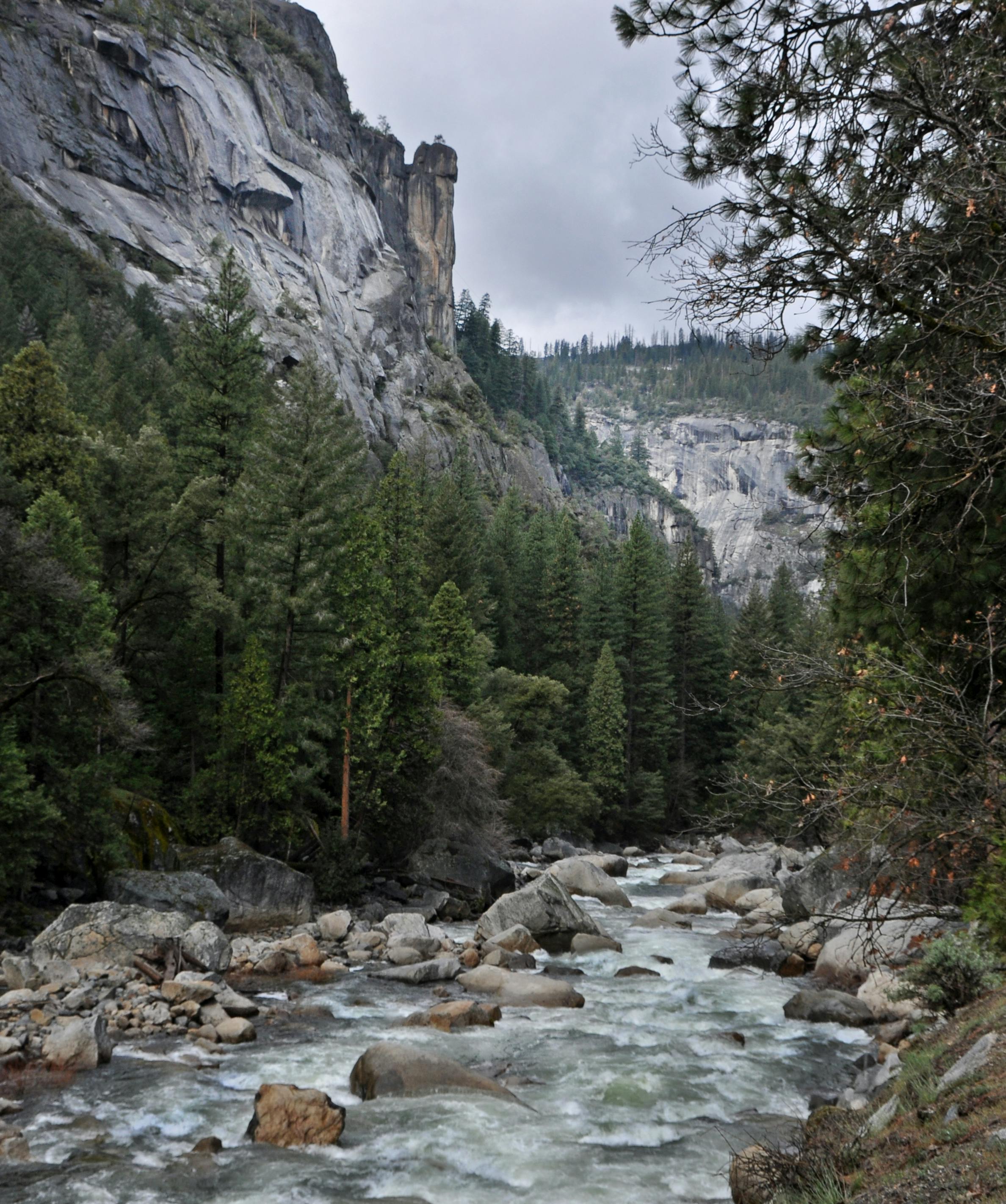 Photo of River Surrounded By Fir Trees · Free Stock Photo