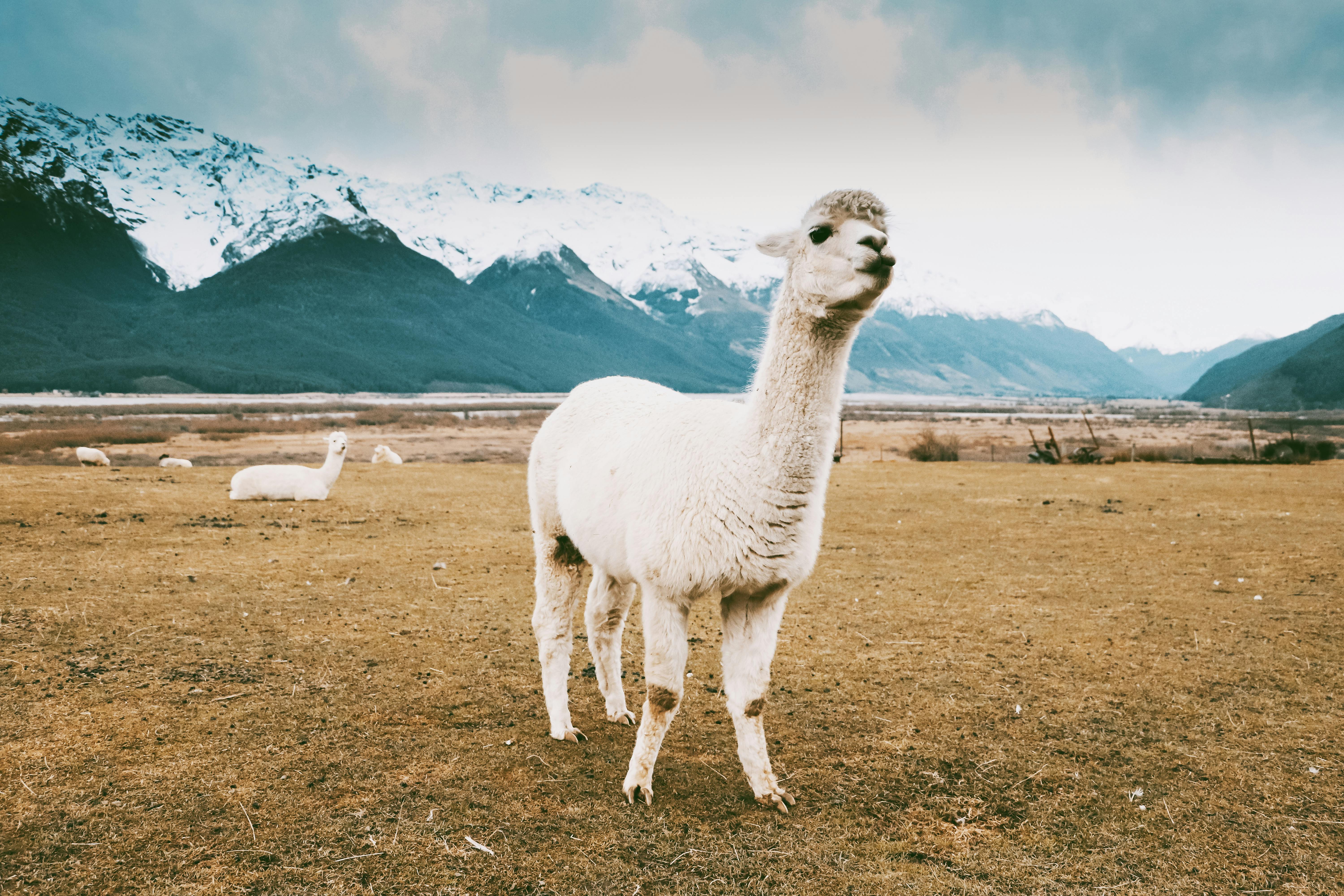 Two Brown Lama · Free Stock Photo