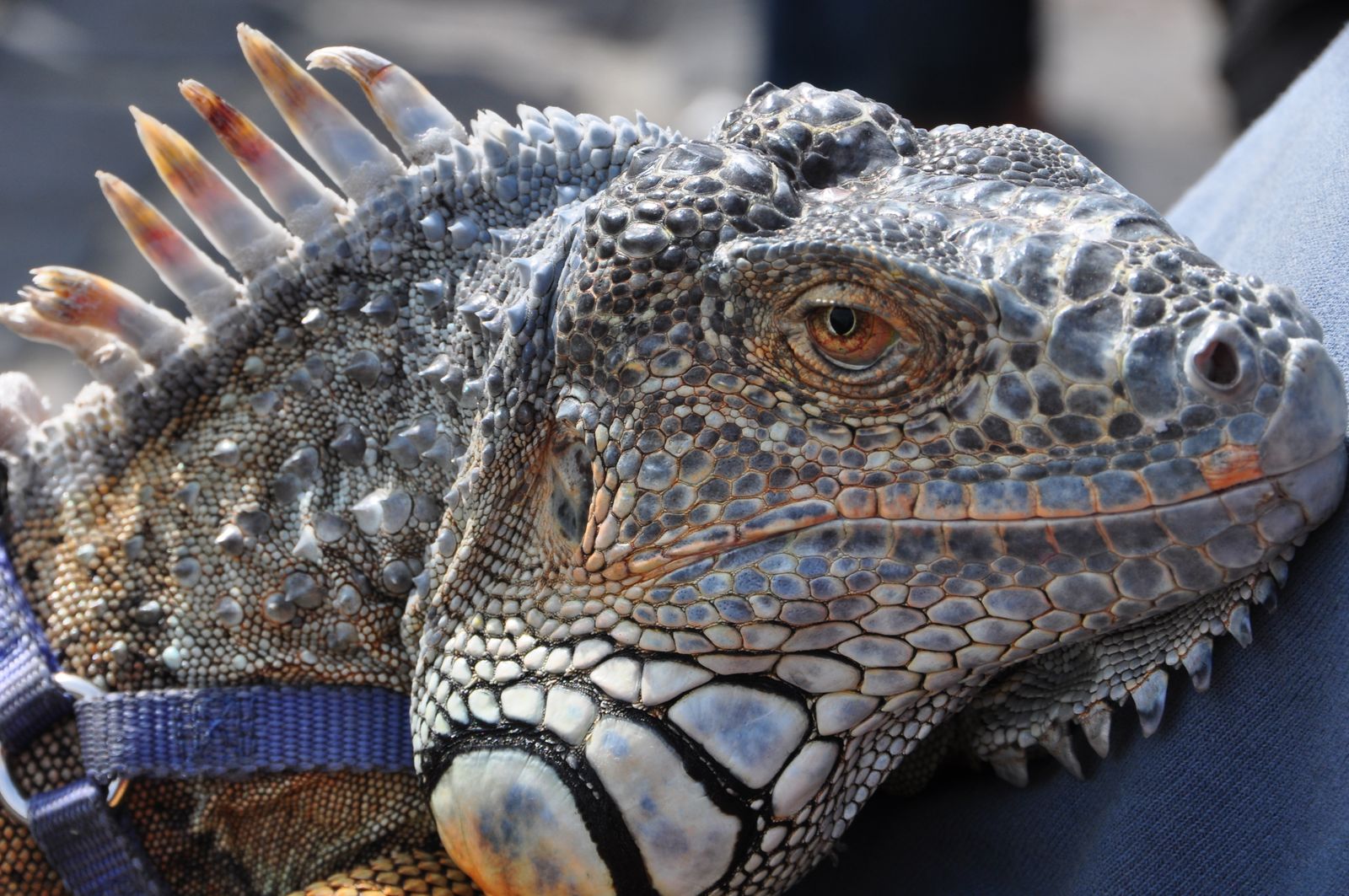 Iguanids Photos, Download The BEST Free Iguanids Stock Photos & HD Images
