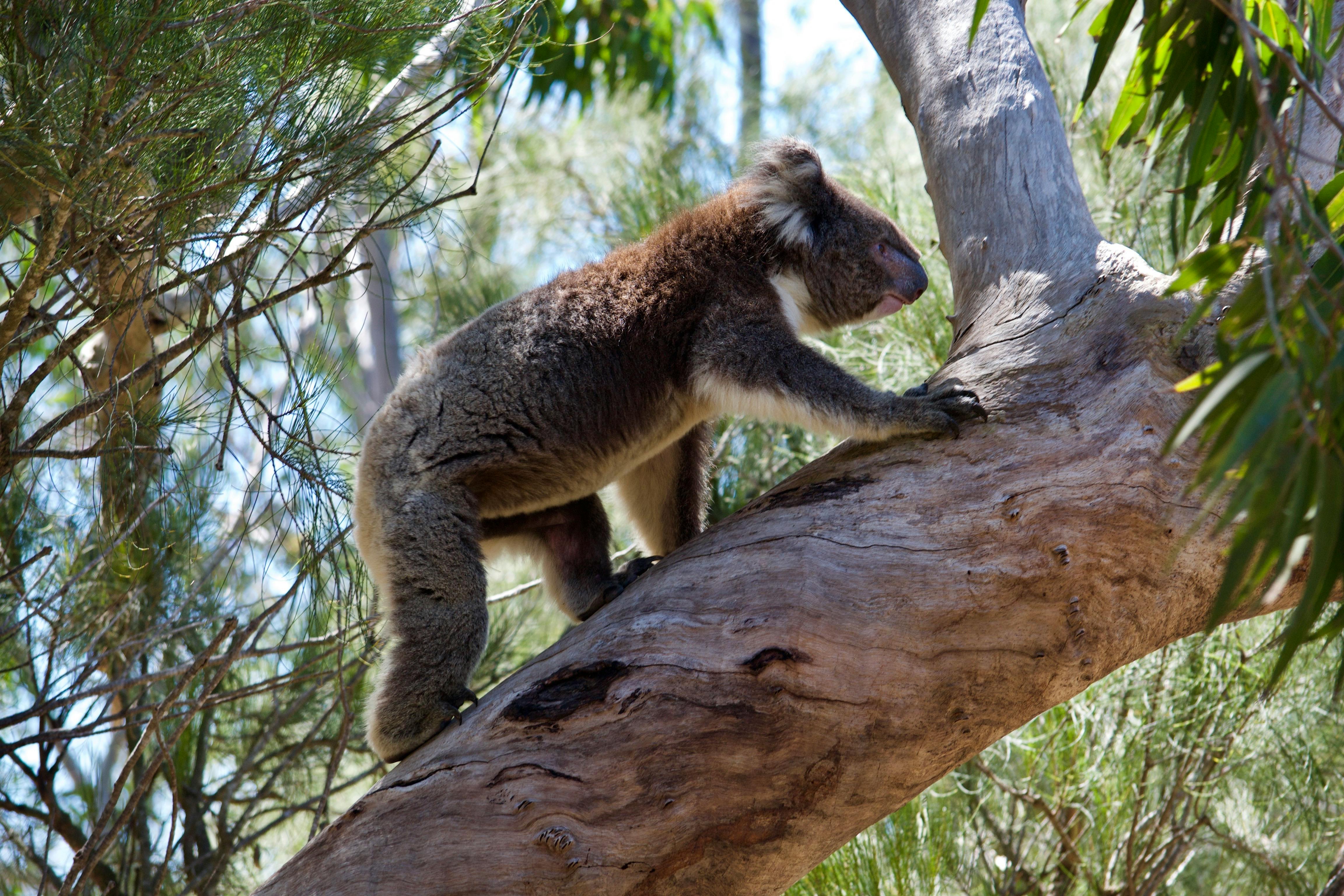 Close-up Photo of Koala Bear · Free Stock Photo
