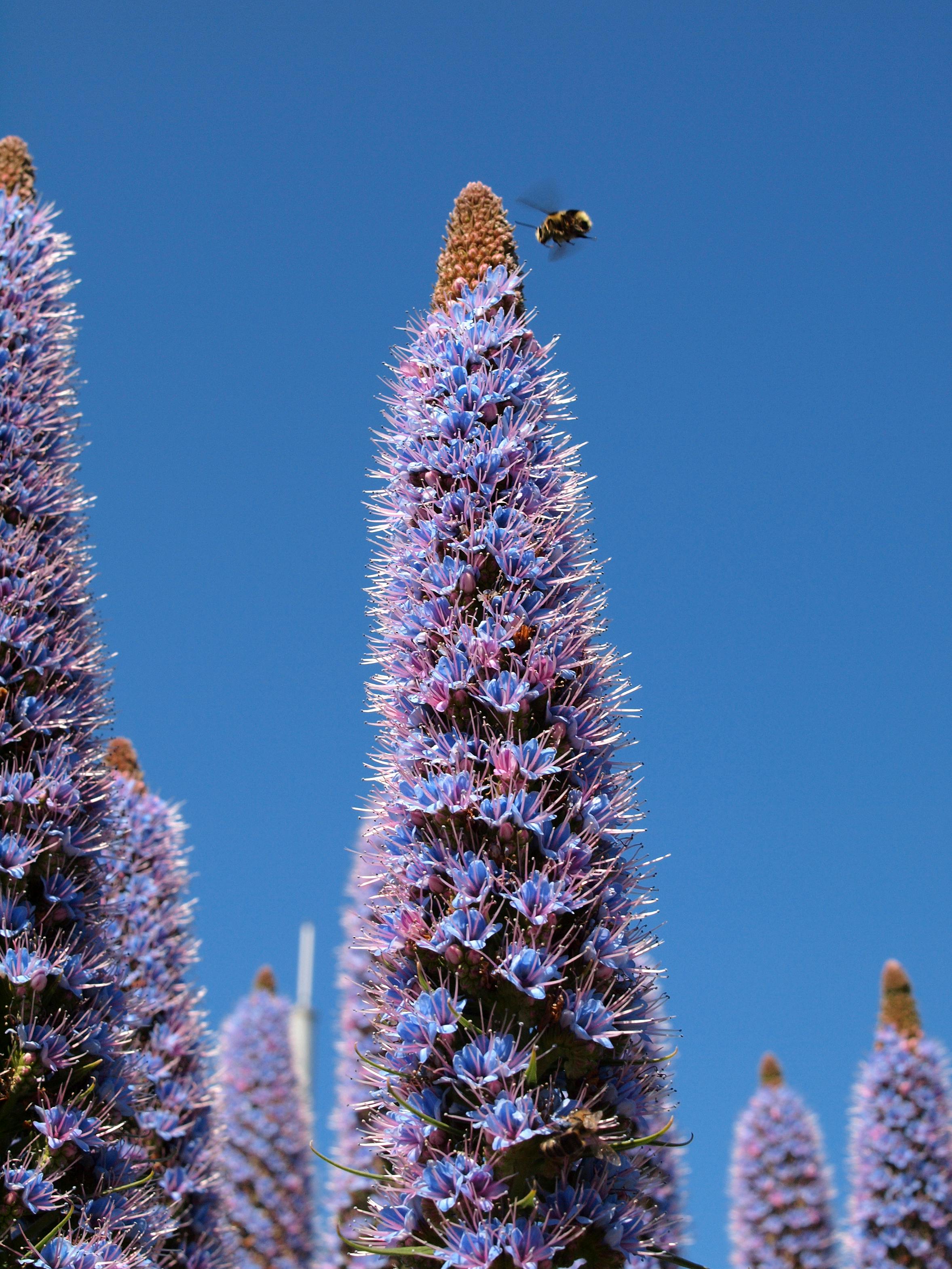 Close-up Photo of a Flower Bud · Free Stock Photo