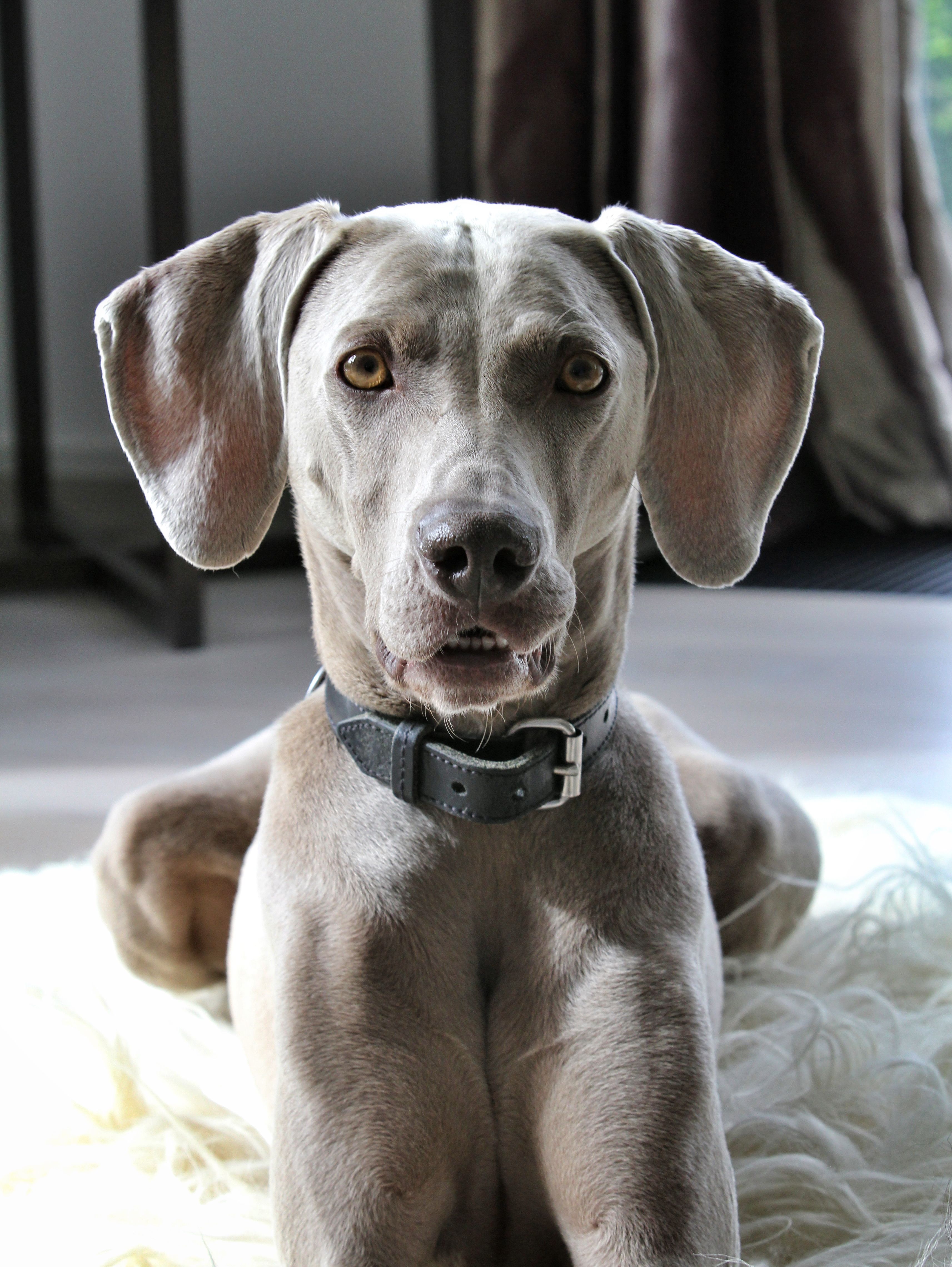 Weimaraner Dog in Garden · Free Stock Photo