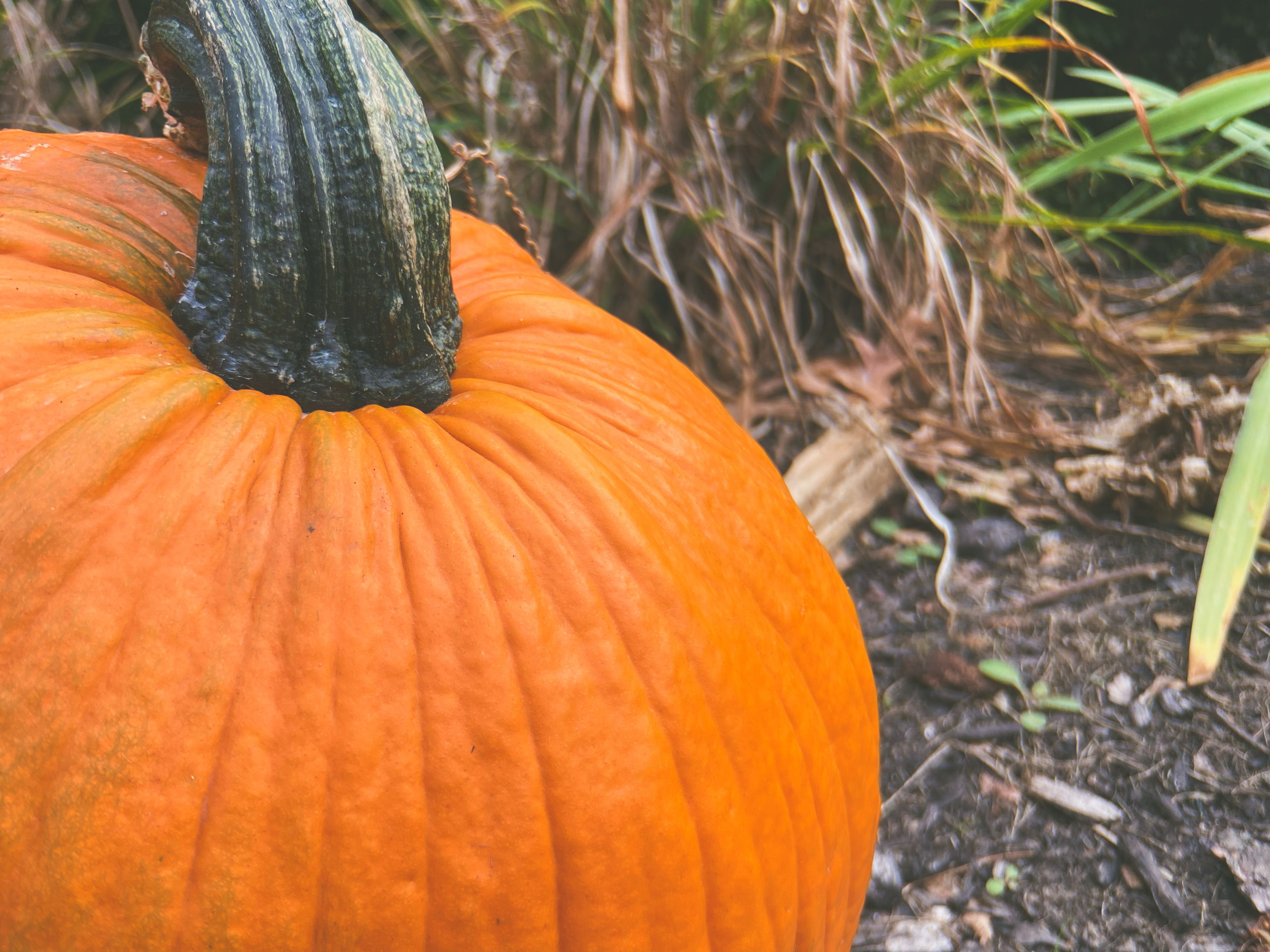 Close-Up Photo of an Orange Pumpkin · Free Stock Photo