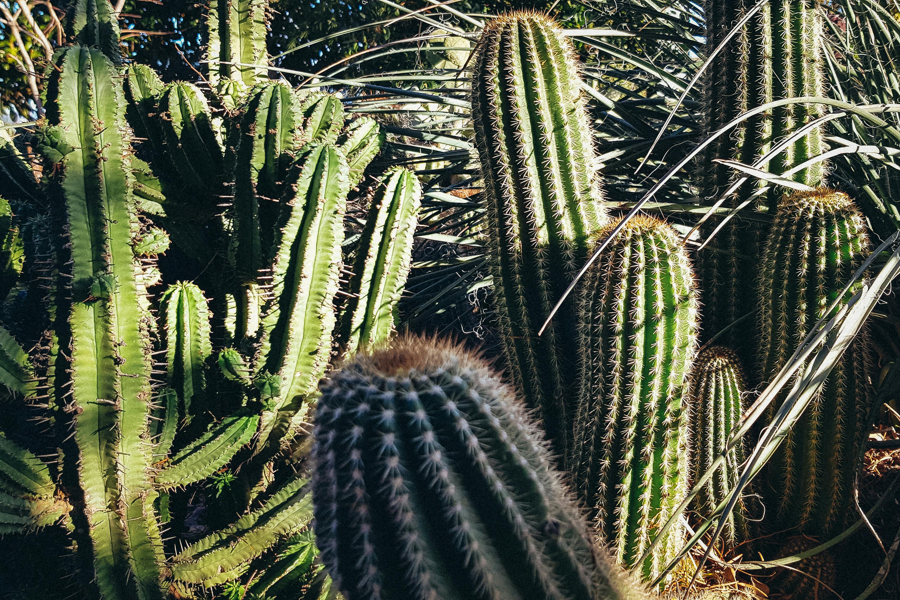 Cactus Photos, Download The BEST Free Cactus Stock Photos & HD Images